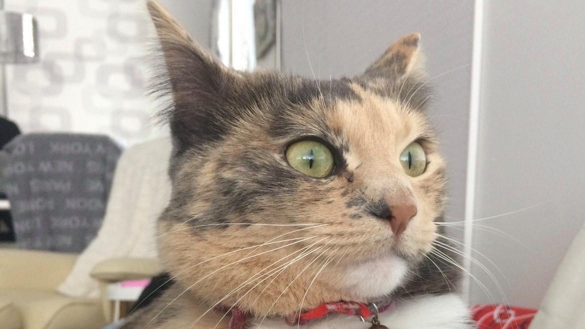 Tofi-kissa tuki Jari Tornikoskea eron jälkeen | Elämäni eläin | Apu