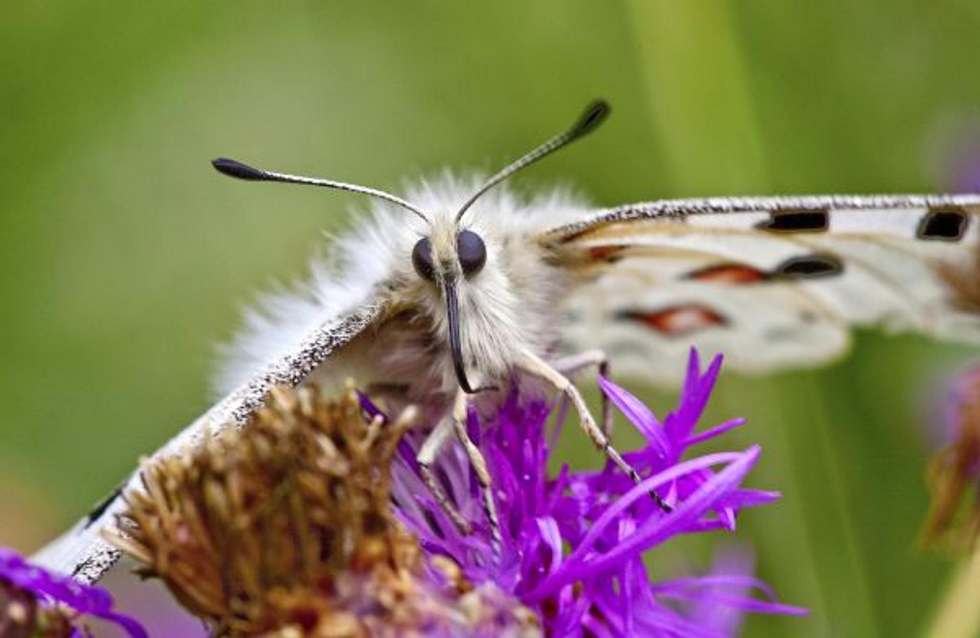 Isoapollo on keskikesän kaunotar | Apu