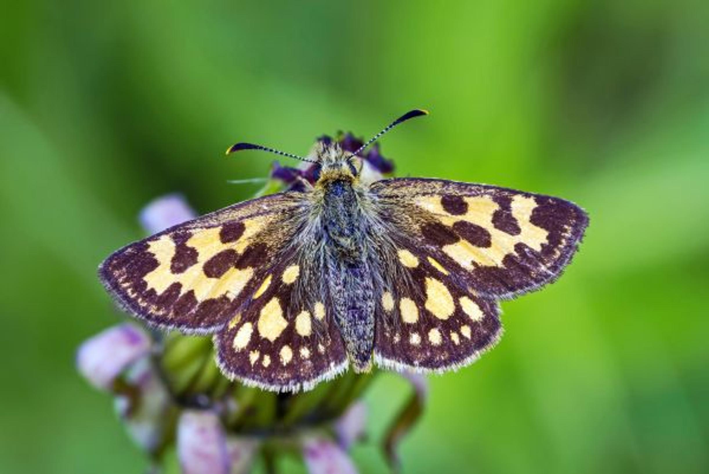 Perhosten elämää kesäniityllä | Apu