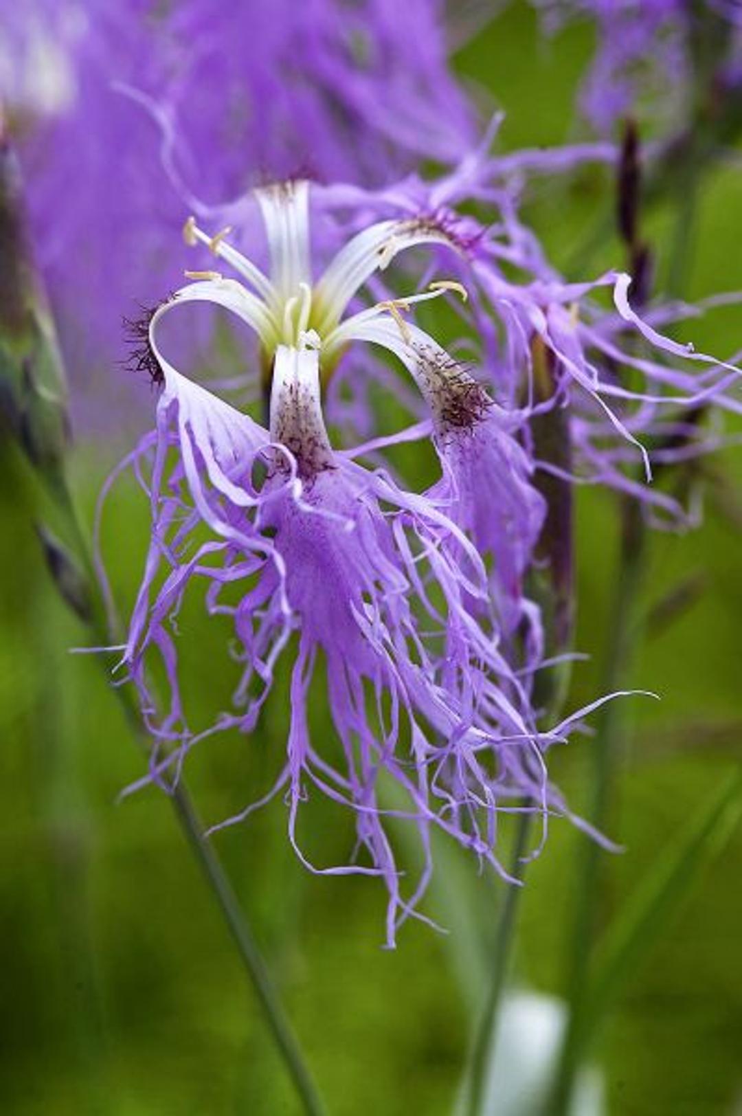 Neilikka on tuoksuva kaunokainen | Apu