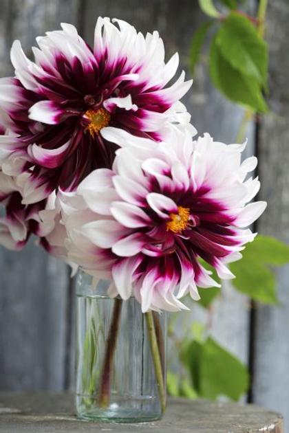 Syyskukat: Näin perustat syyskesän kukkapenkin 15 + 3 vinkkiä | Apu