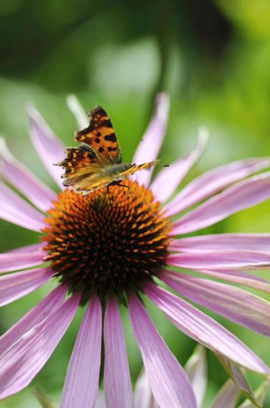 Syyskukat: Näin perustat syyskesän kukkapenkin 15 + 3 vinkkiä | Apu