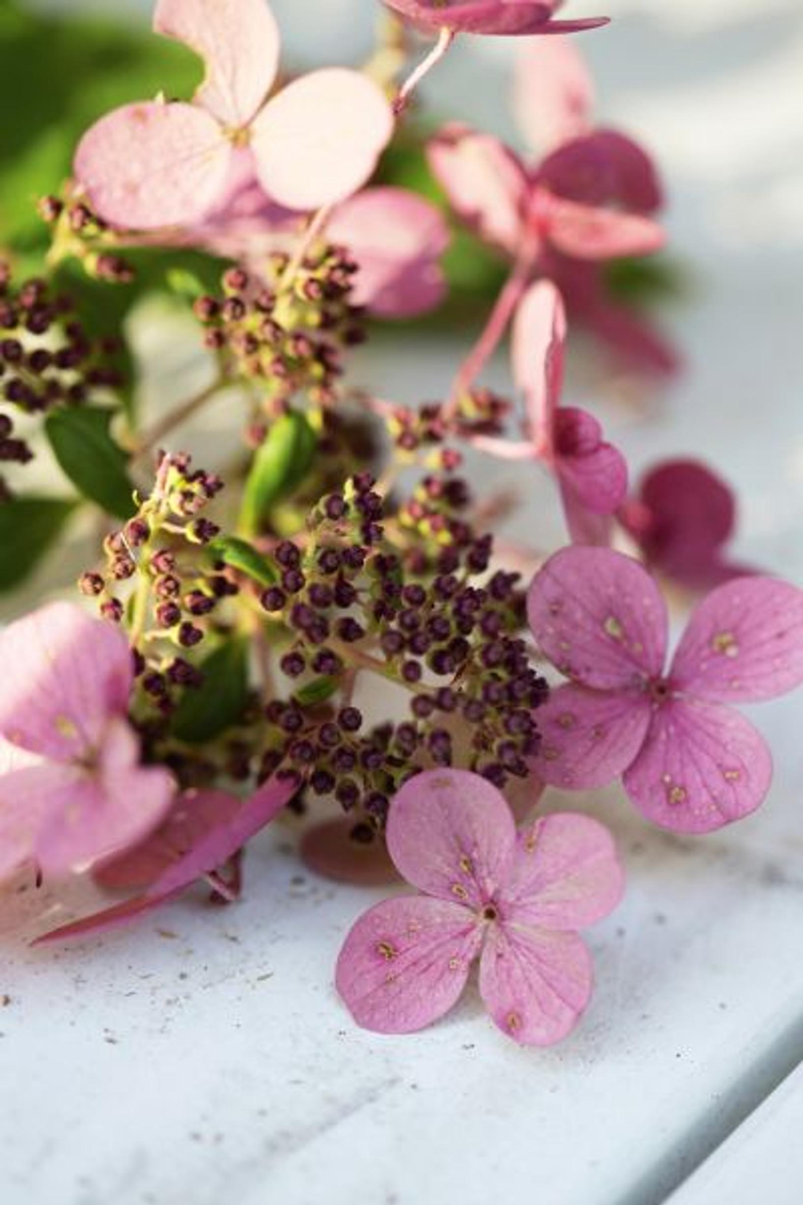 Syyskukat: Näin perustat syyskesän kukkapenkin 15 + 3 vinkkiä | Apu