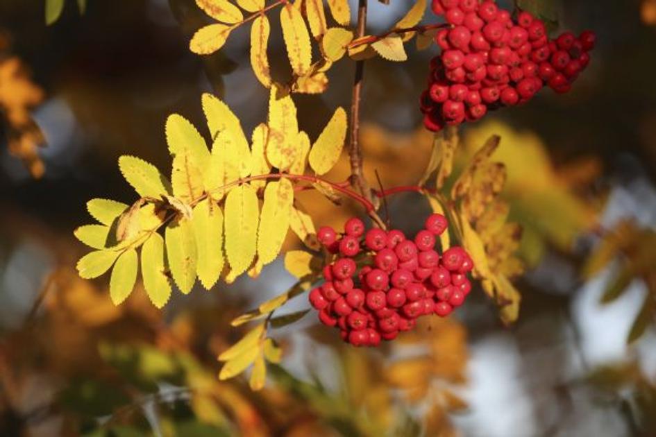 Pihlaja, pyhä puu | Apu