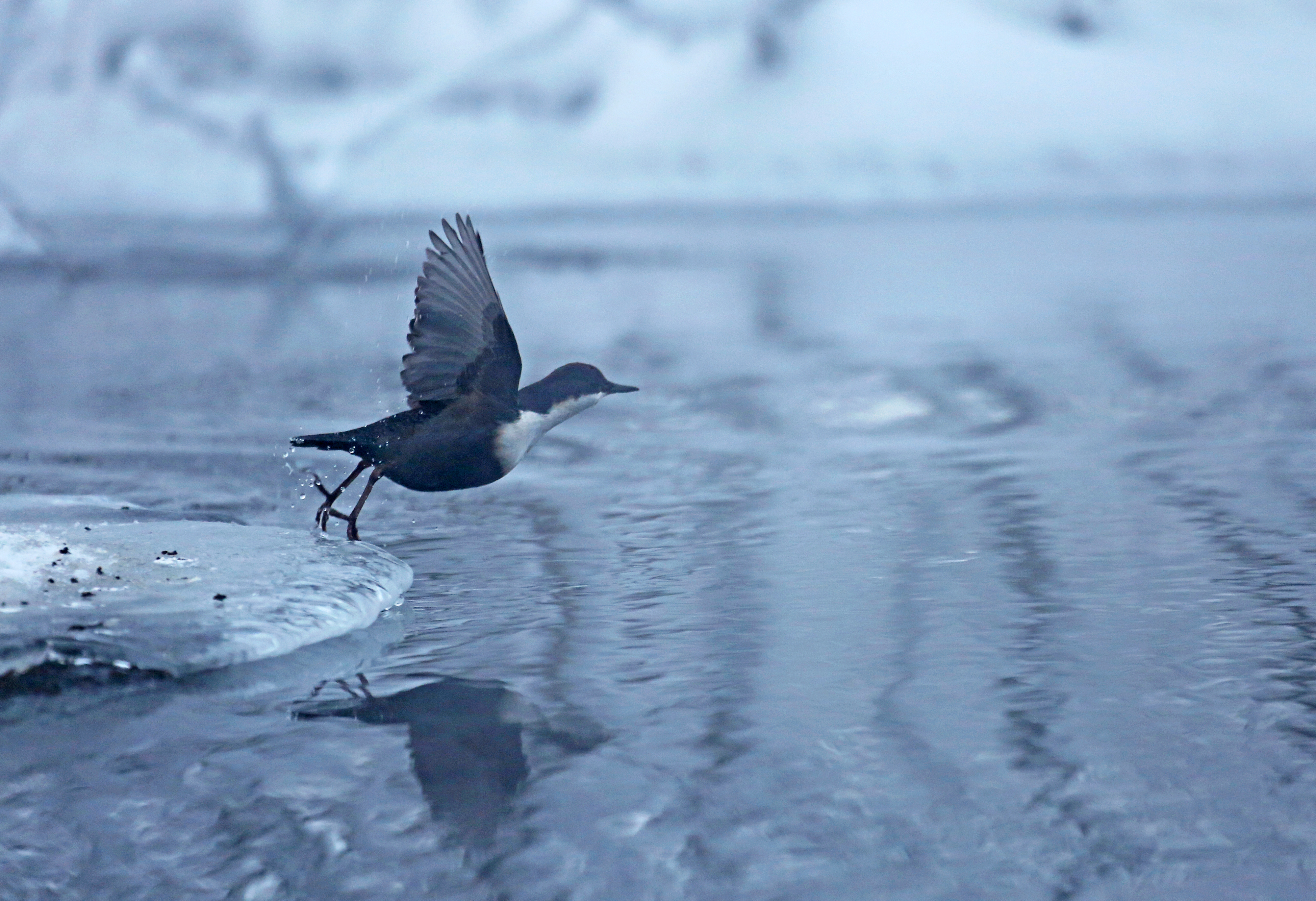 Koskikara hakee ruokansa jäätävän kosken pohjasta | Linnut | Apu