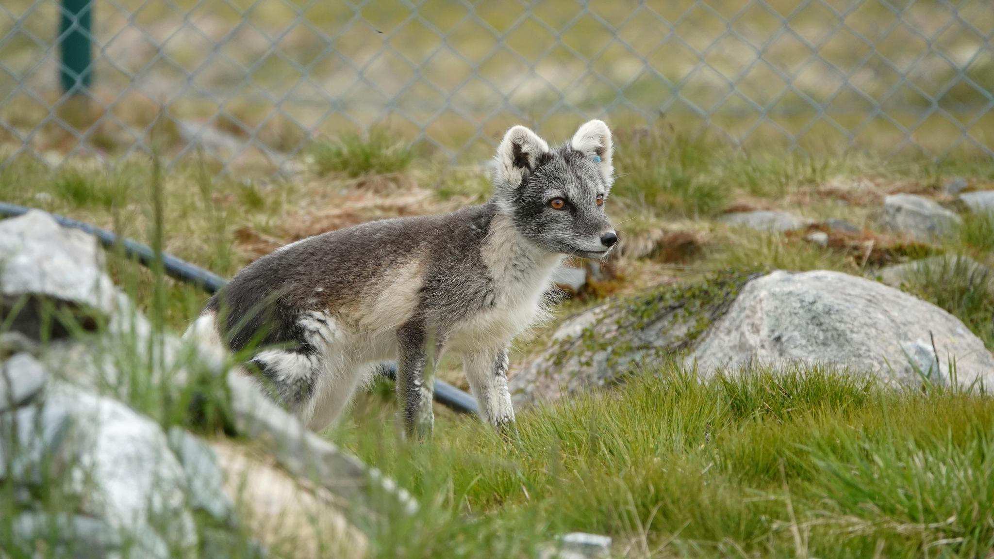 Naali: Suomen uhanalaisin nisäkäs | Näin sitä suojellaan | Apu