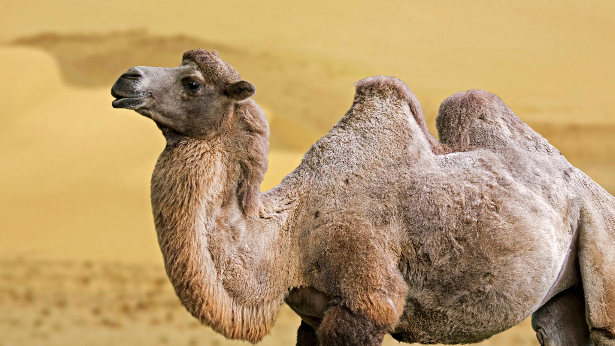 Kameli on poikkeuksellinen selviytyjä, jolla keinoja riittää | Apu