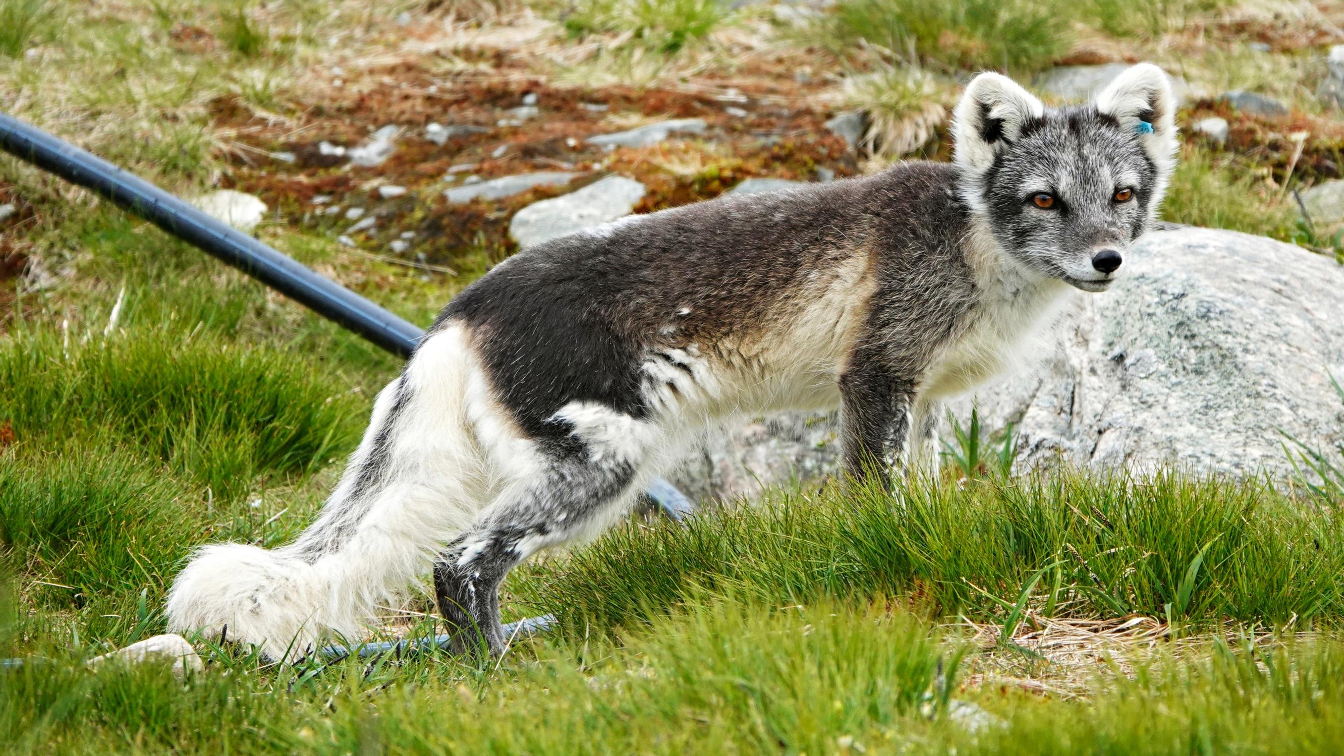Naali pesii taas Suomessa | Kolme poikasta Enontekiöllä | Apu