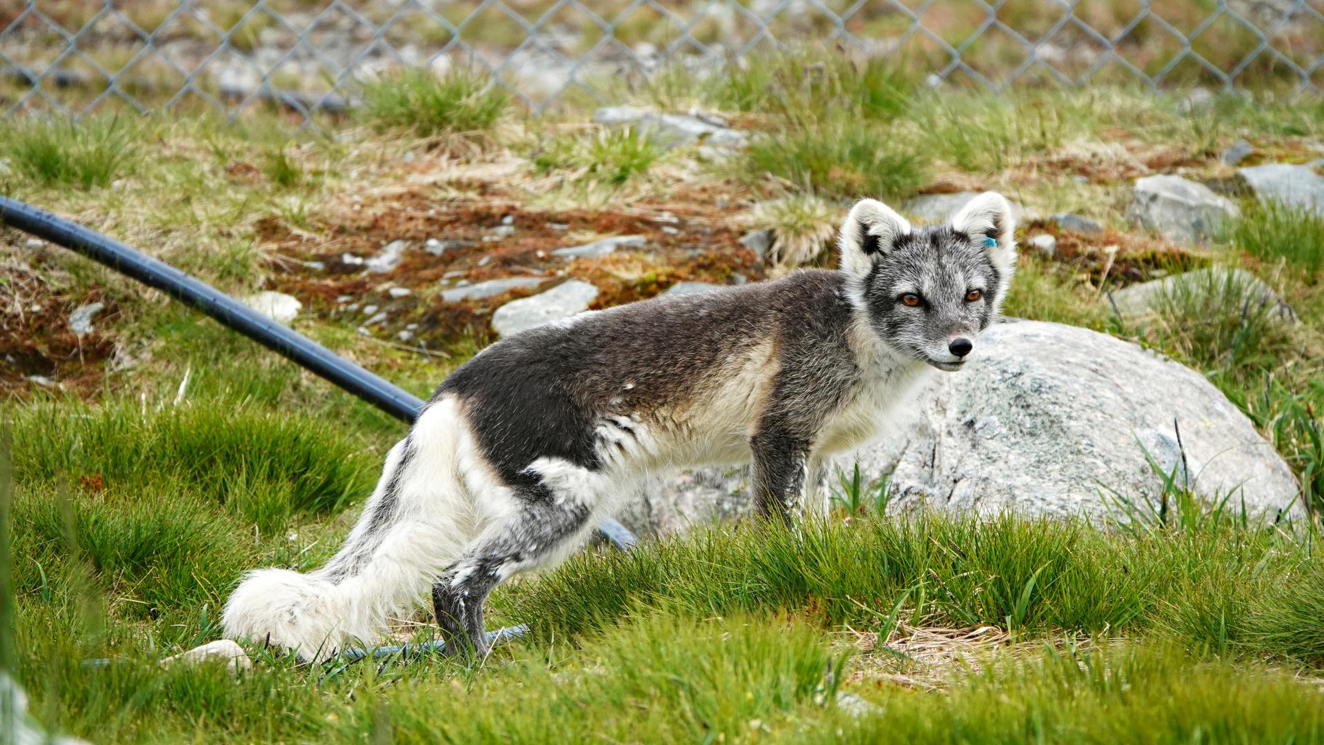 Naali pesii taas Suomessa | Kolme poikasta Enontekiöllä | Apu