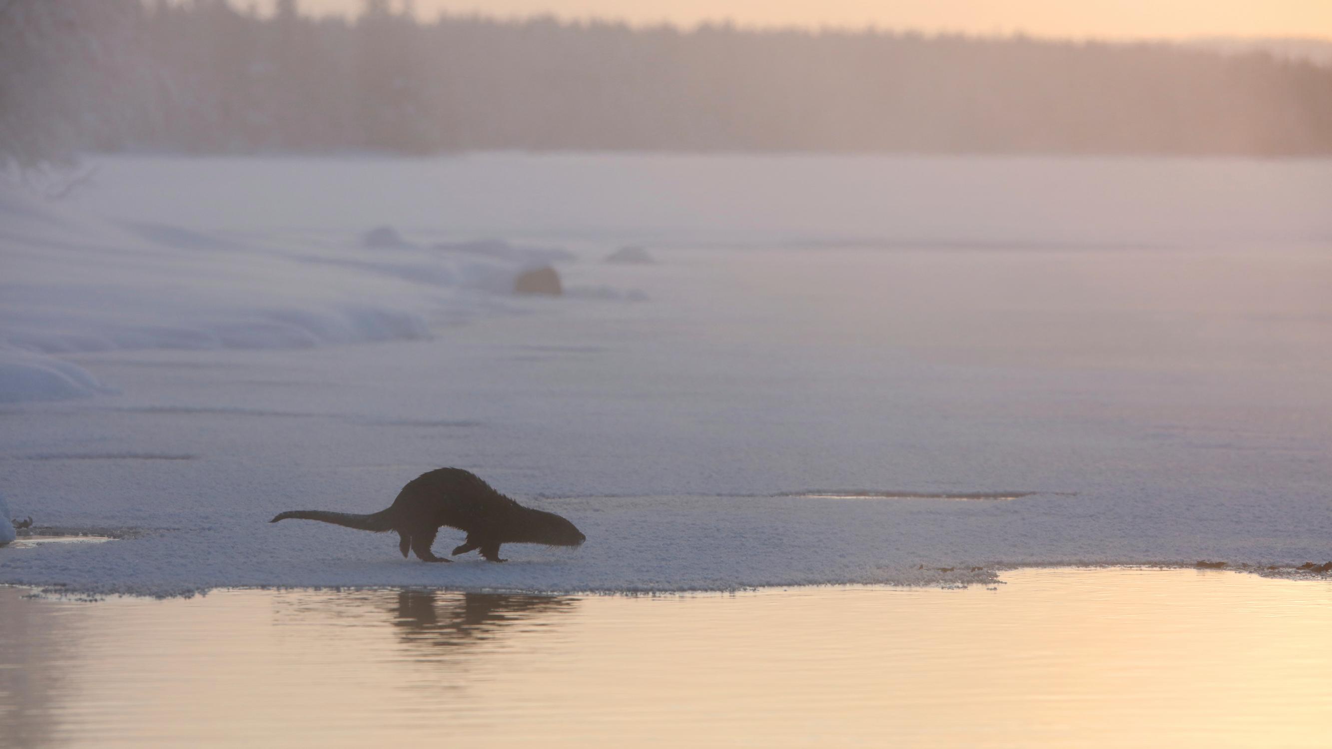 Saukko yleistyy – hyvä saukkokanta torjuu vieraslaji minkkiä | Apu