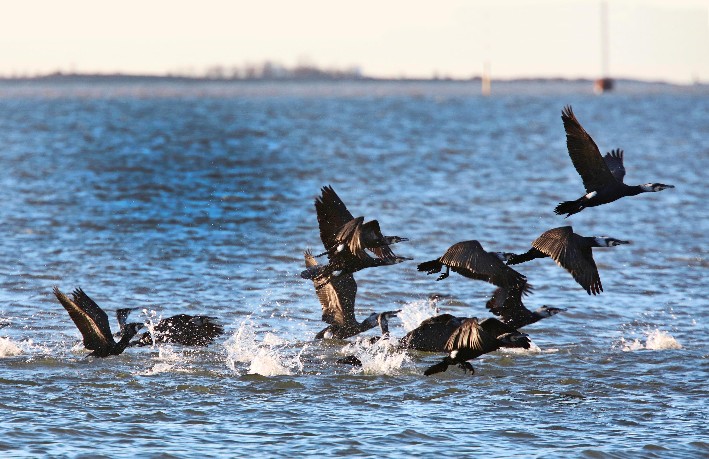 Merimetso ei ole vieraslaji, vaan vihattu paluumuuttaja | Apu