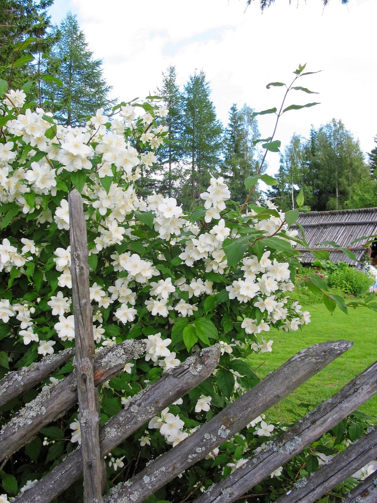 Tuoksuva puutarha: Näin suunnittelet – Puutarhurin 25 vinkkiä | Apu