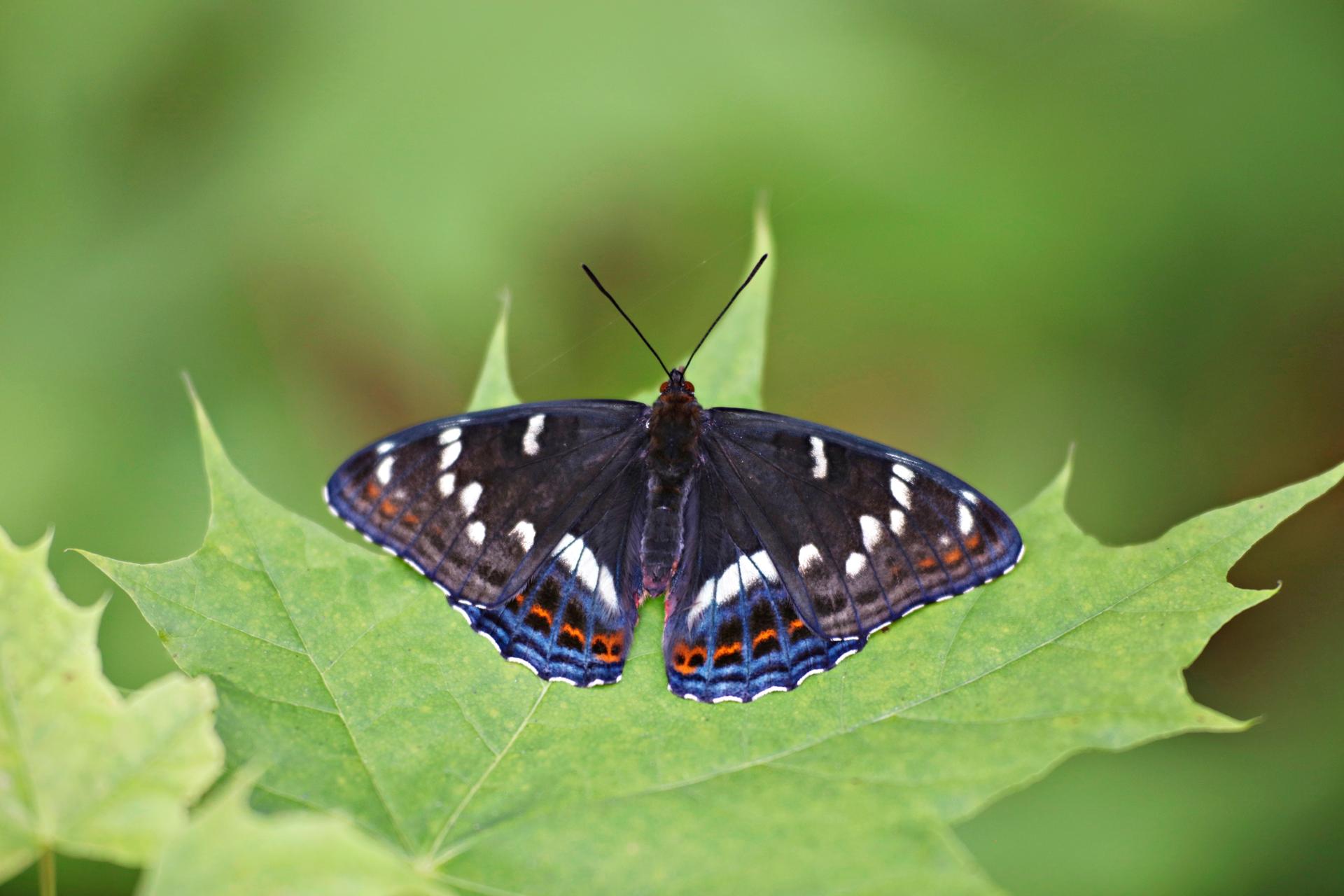 Tunnetko näitä perhoslajeja, joiden uskotaan yleistyvän Suomessa? | Apu