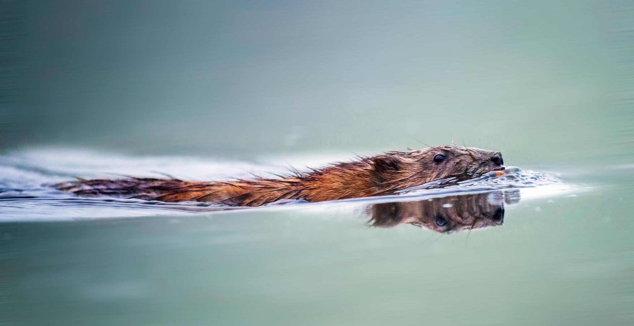 Piisami | Vieraslaji levisi Suomessa | Miksi kanta romahti? | Apu