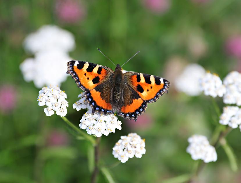 Perhoset ja ilmastonmuutos: Suomen lajien määrä kasvussa | Apu