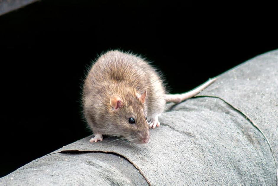 Rotta olikin syytön ruttoon - mustan surman levitystapa selvisi | Apu