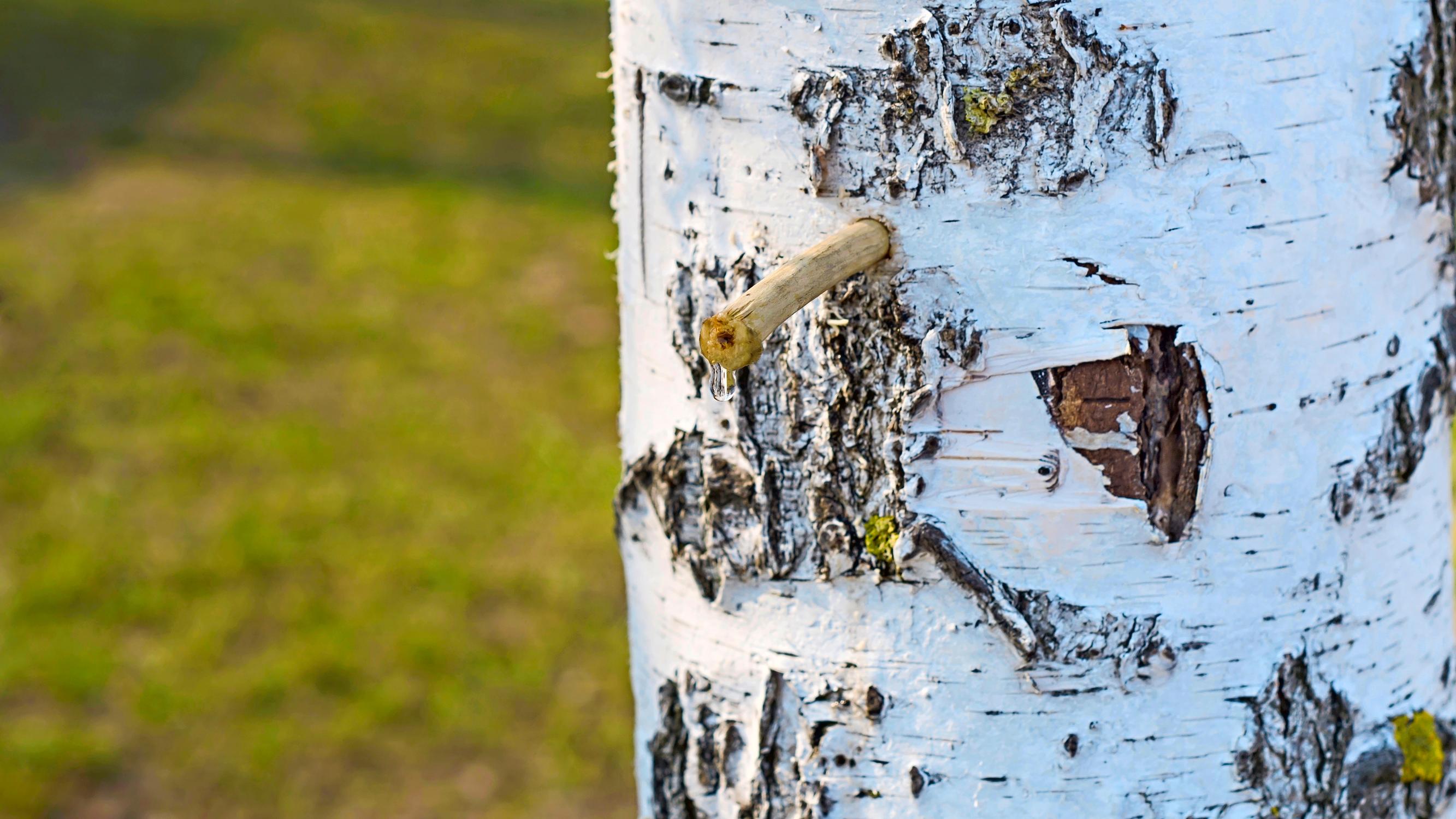 Koivunmahla | Kevät on oikea aika juoksuttaa | Tee se näin | Apu