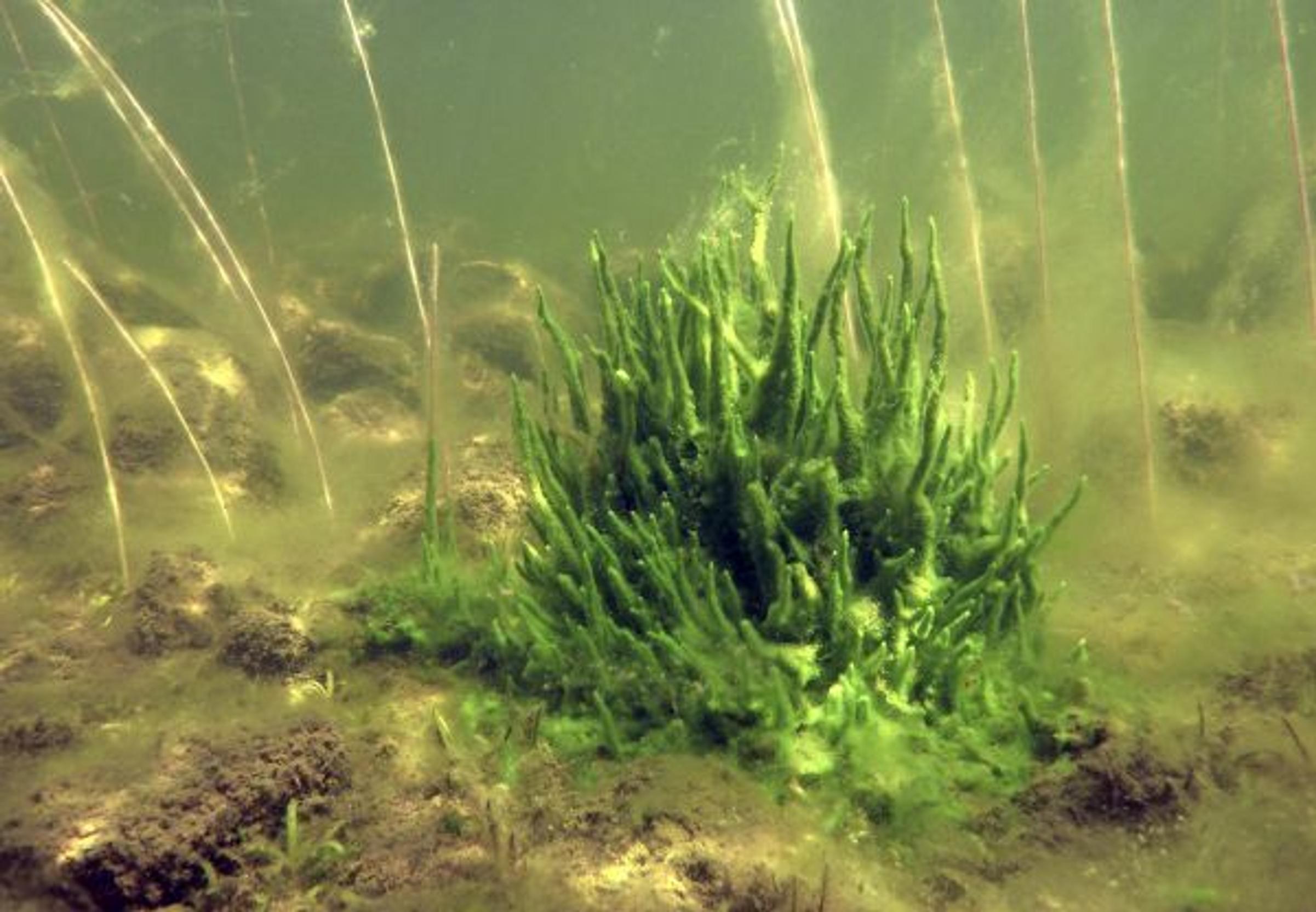 Kotimaan korallit | Apu