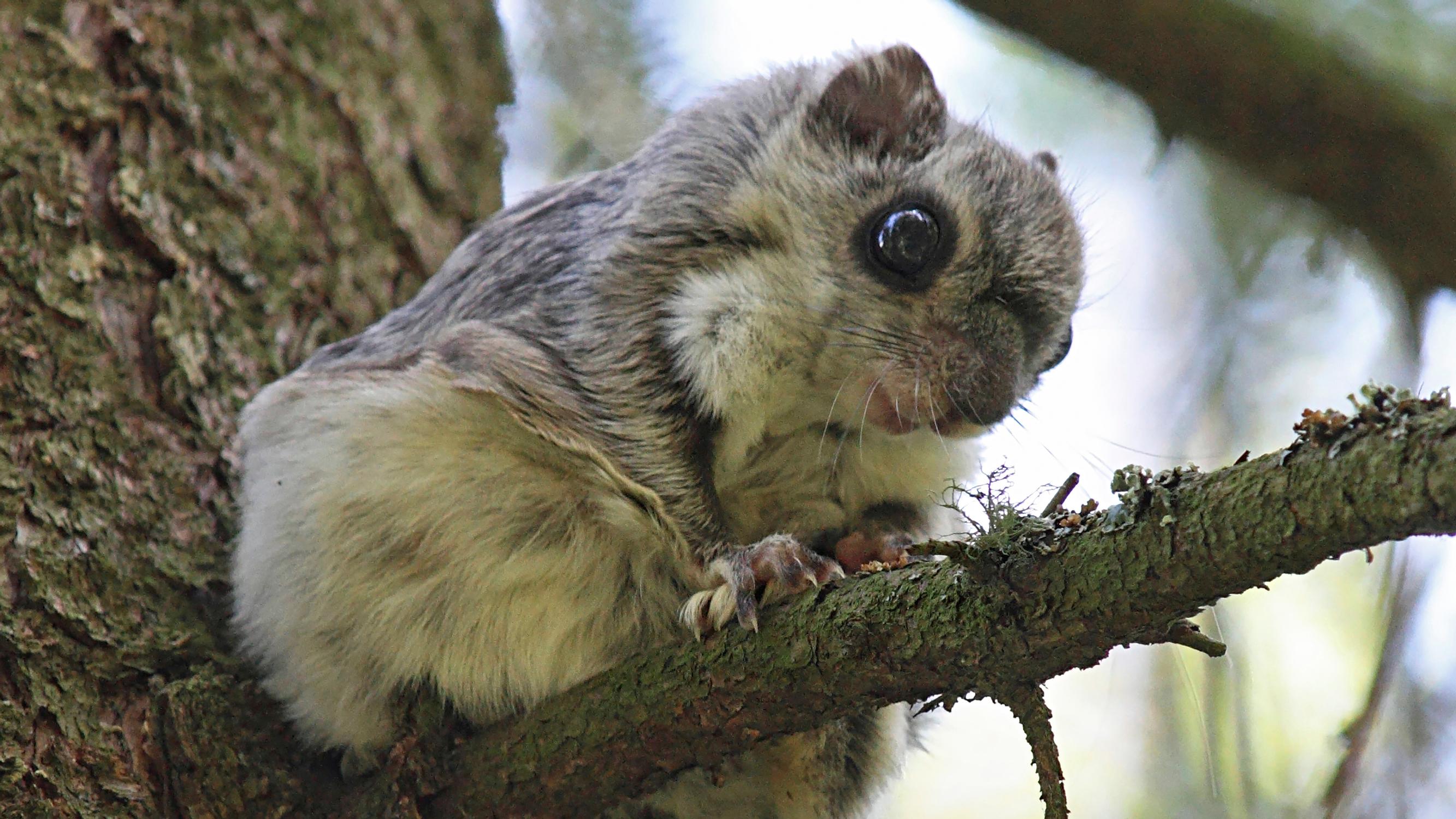 Liito-oravasta puhutaan paljon, mutta lajin tilanne on heikko | Apu
