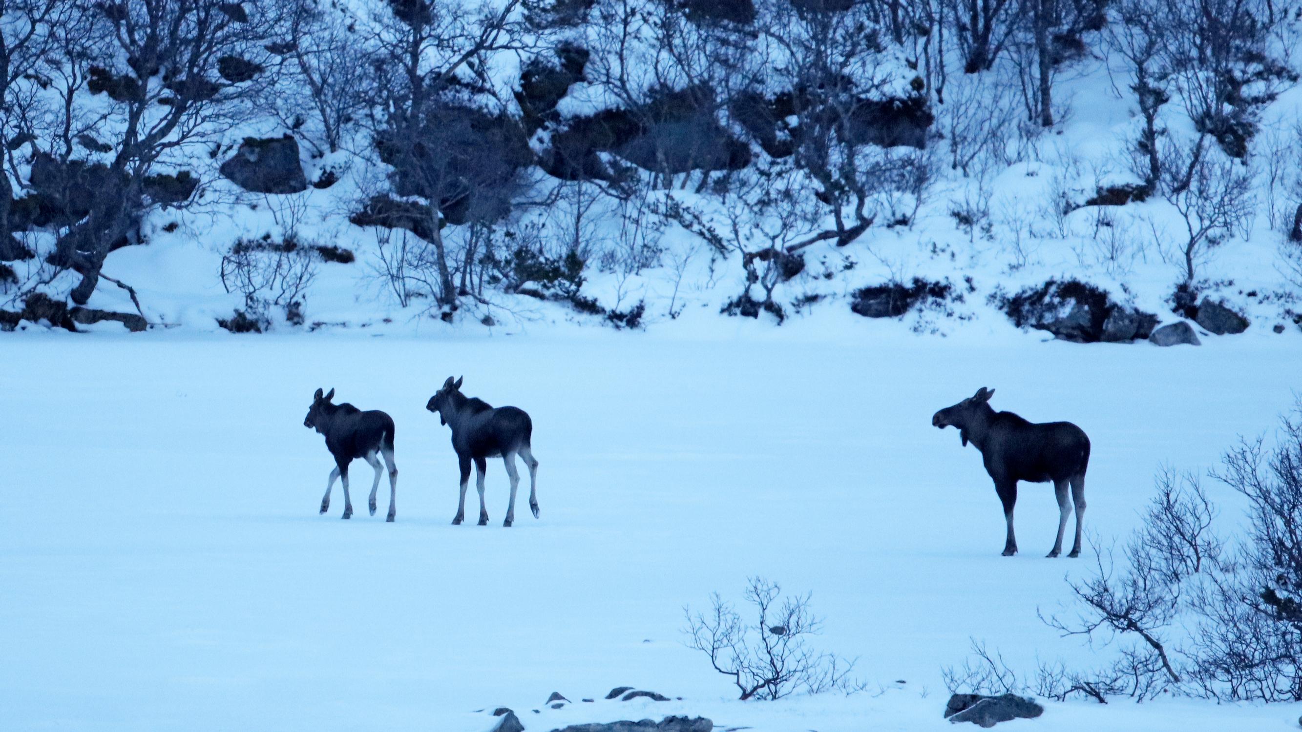 Näin hirvi hyötyy tehometsätaloudesta | Sopeutumisen mestari | Apu