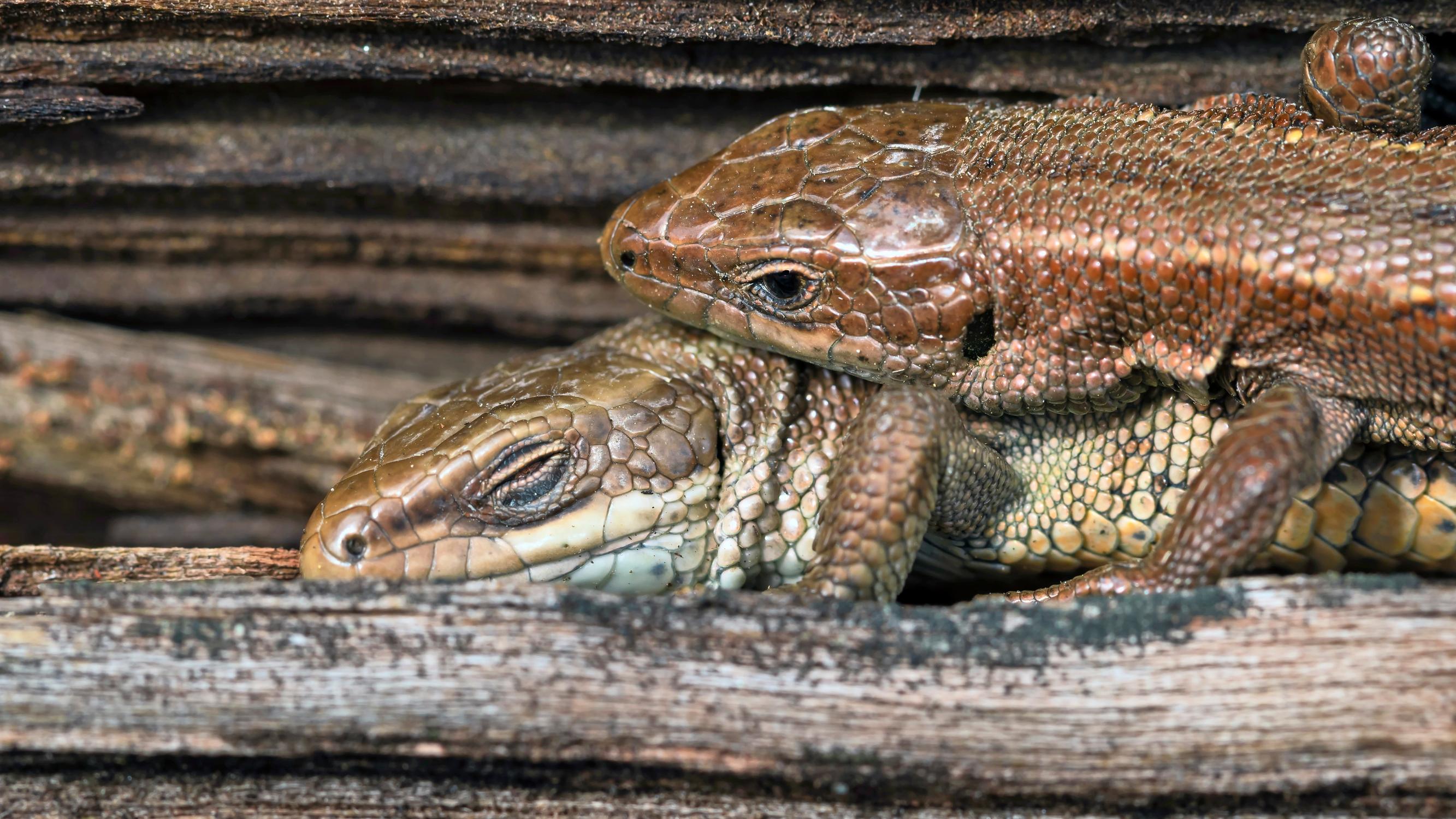 Sisilisko on maailman pohjoisin matelija ja elää hyvin vanhaksi | Apu