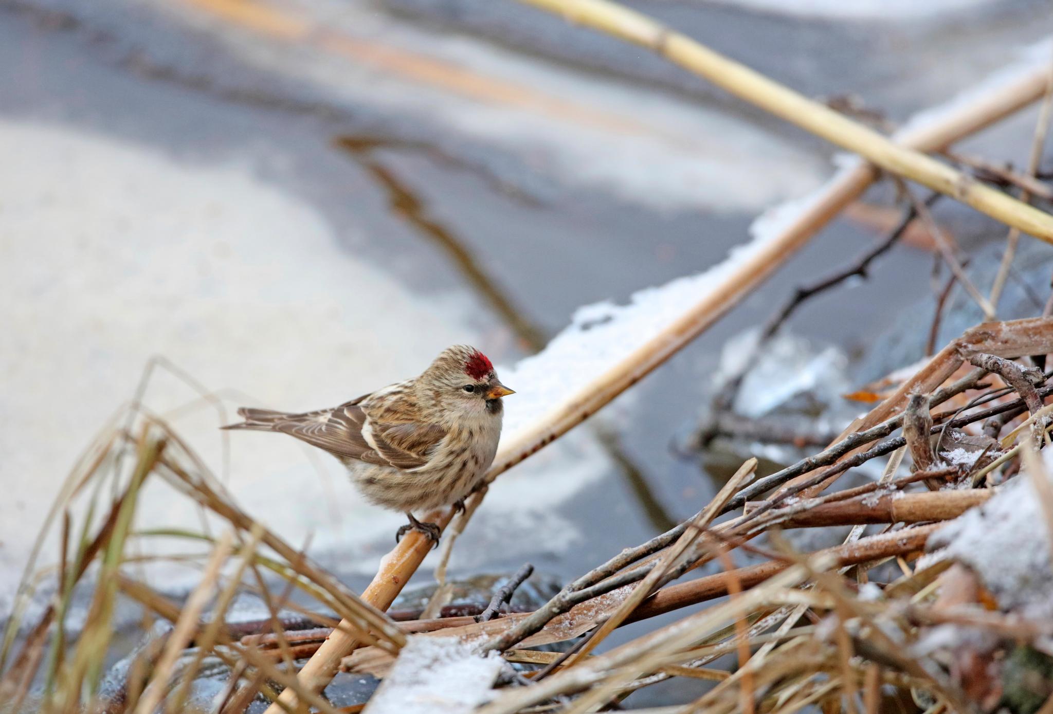 Urpiainen: yleinen peruslintu, mutta silti poikkeuksellisen upea | Apu