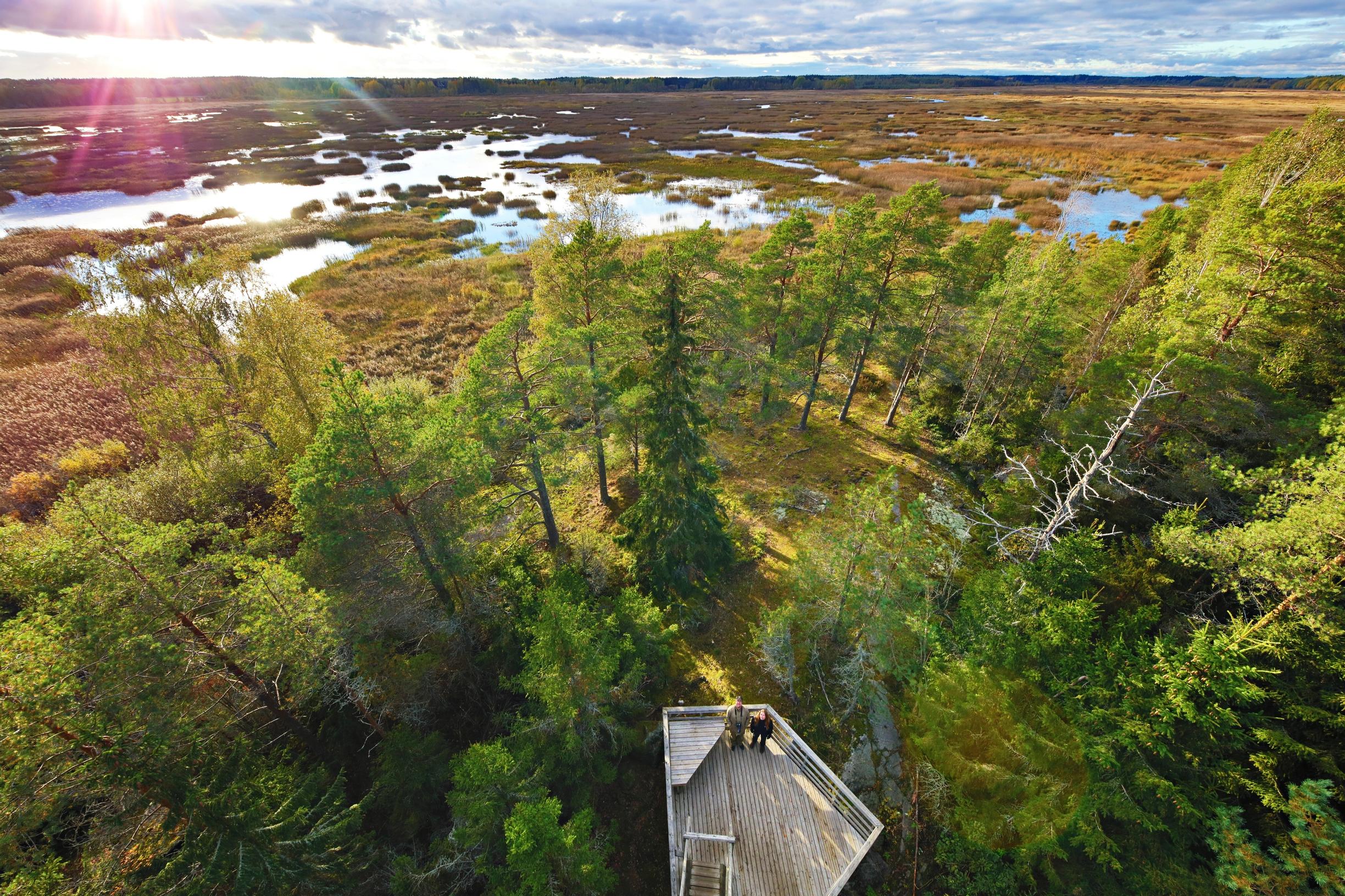 Puurijärvi-Isosuon kansallispuisto | Näe harvinaiset lintulajit | Apu