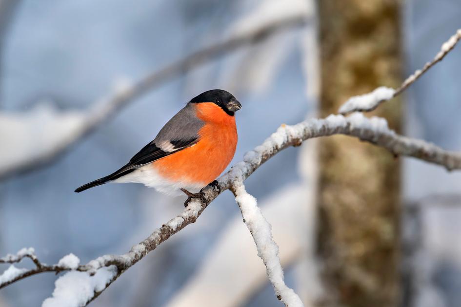 Punatulkku | Joulun lintu ja lintulaudan värikäs vieras | Apu