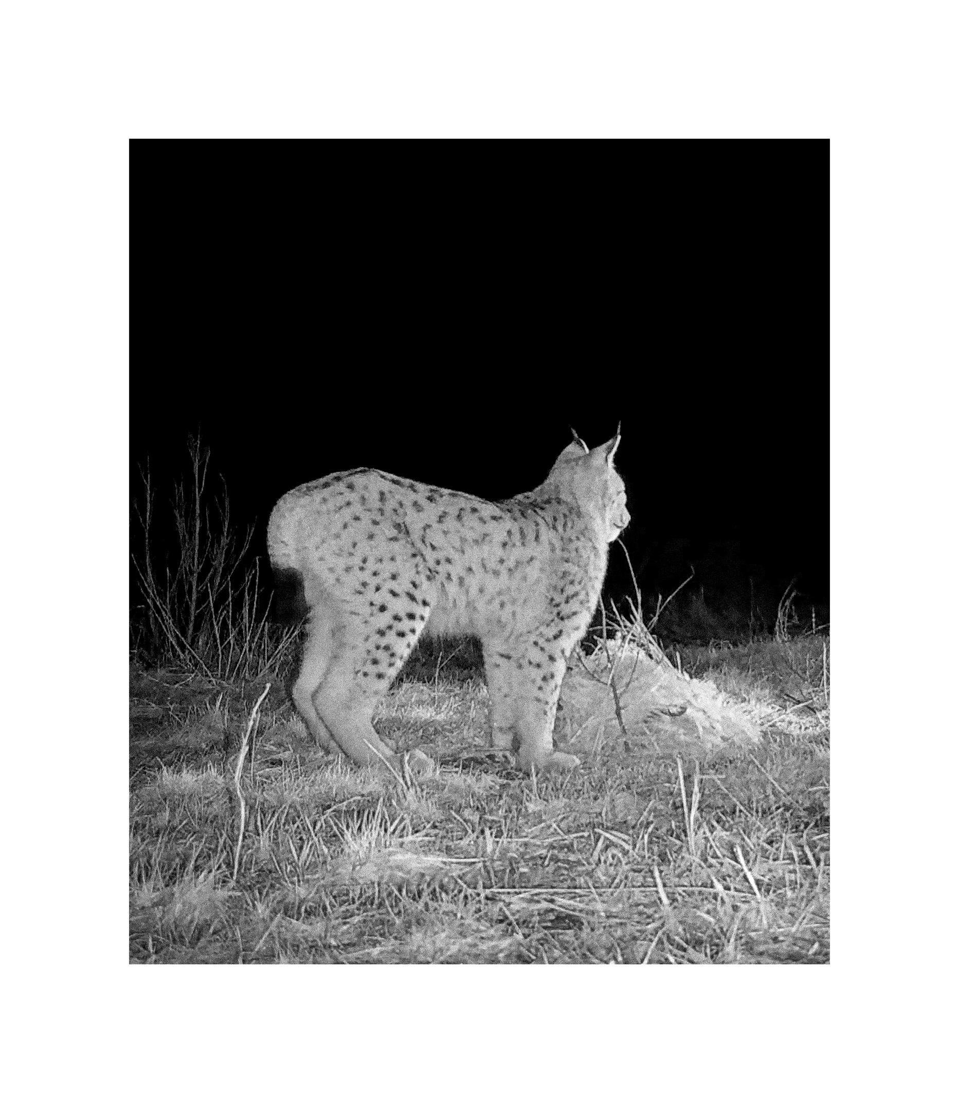 Ilveksen omakuva | ”Eläin valitsee hetken, kun haluaa kuvaan” | Apu