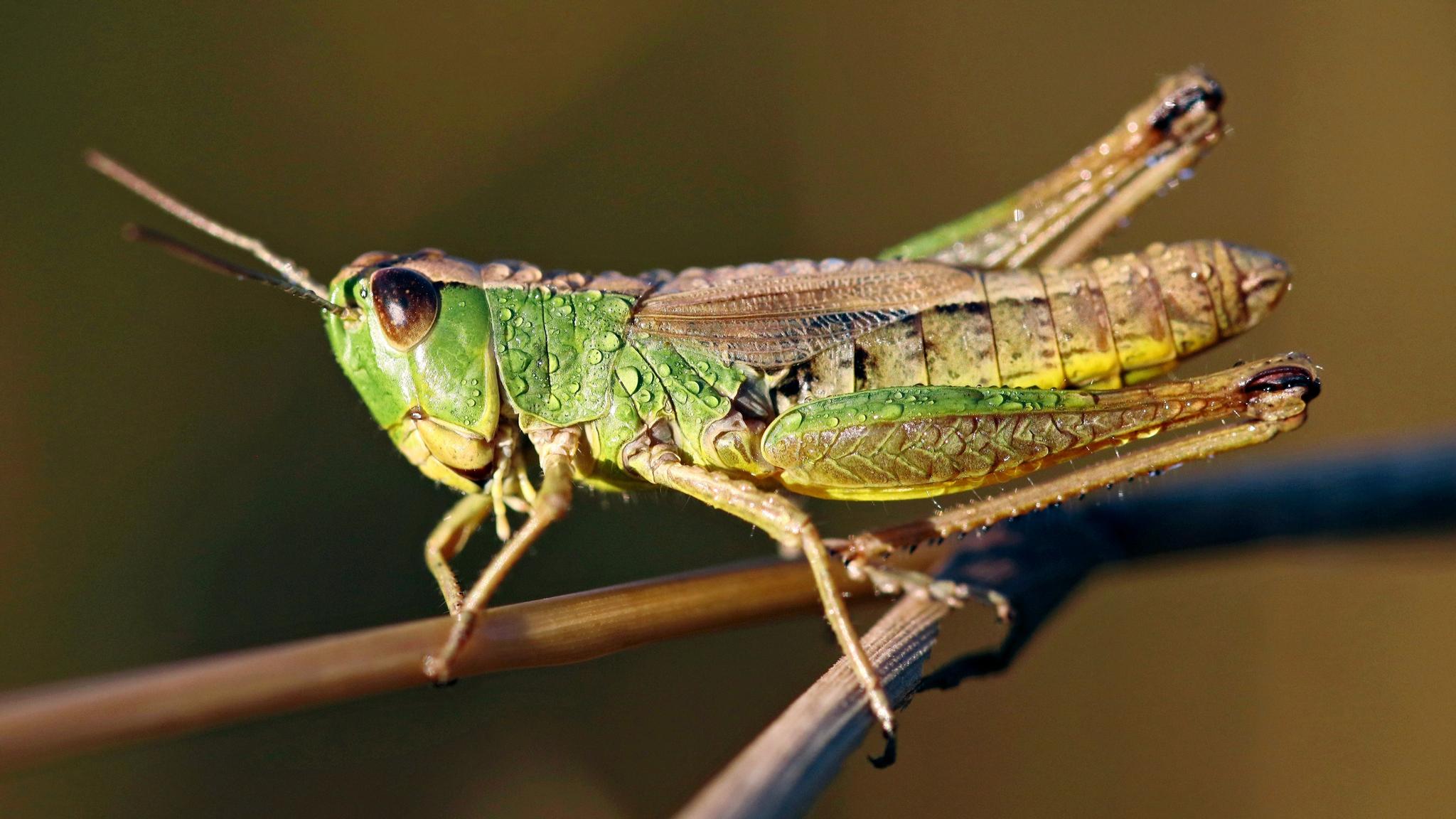 Meemit: Iskähuumoria, "aivomätää" ja poliittista satiiria | Apu