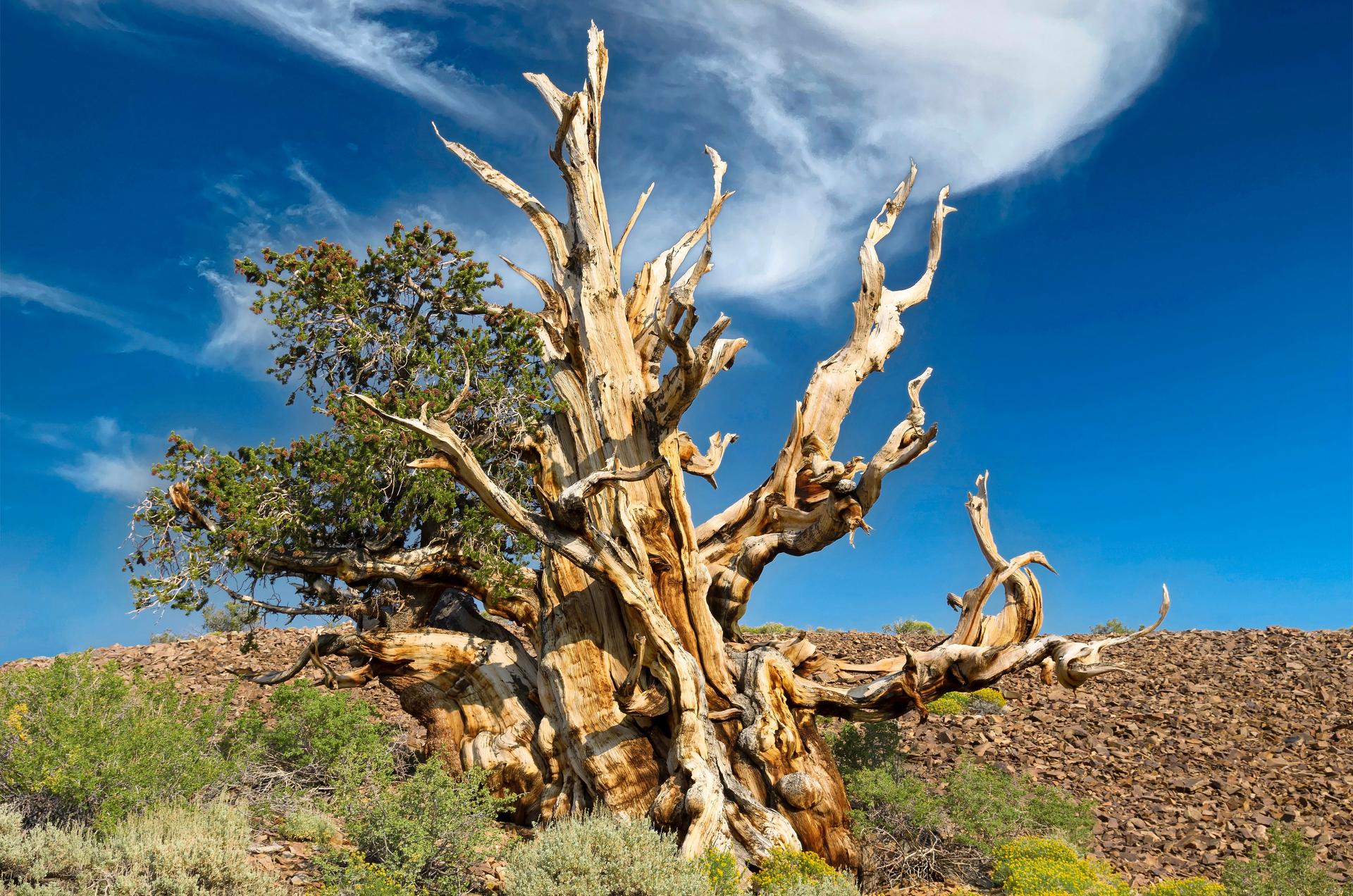 Maailman vanhin puu | Tämä mänty on lähes 5000 vuotta vanha | Apu