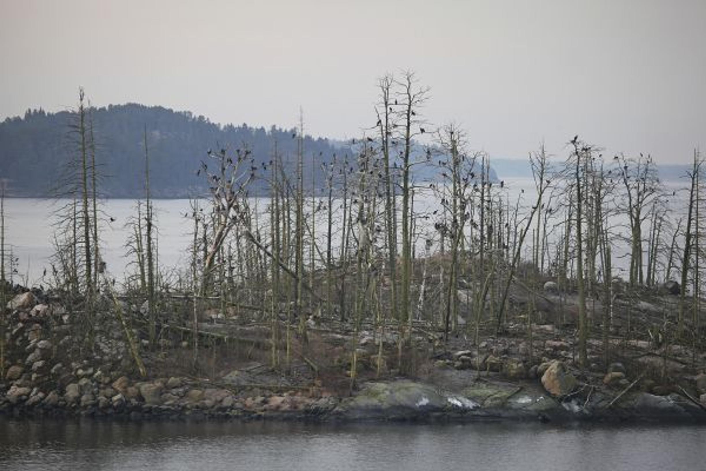 Lintumaailman merirosvo | Apu