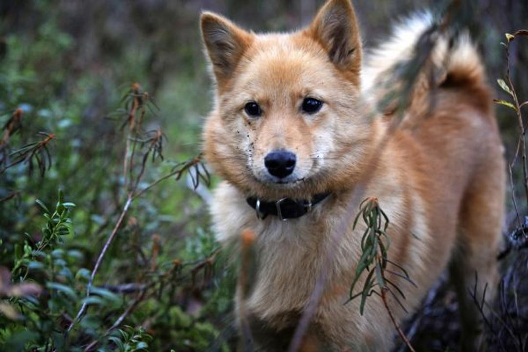 Suomen söpöin koira on metsän tyttö Erä-Taika | Apu