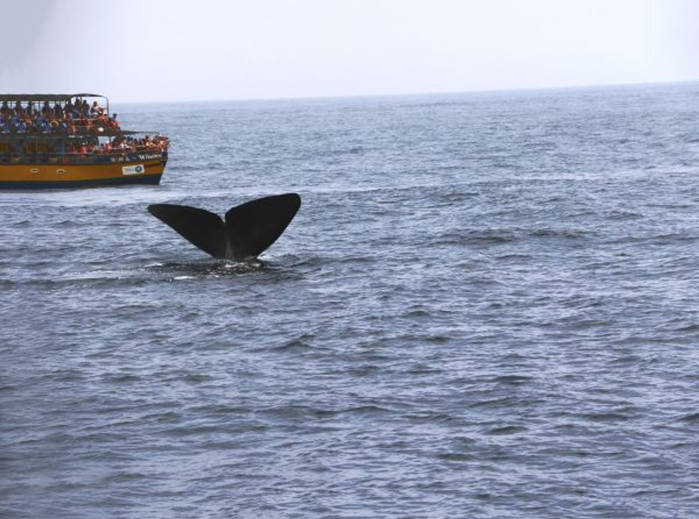 Sinivalas ja norsu samana päivänä | Apu