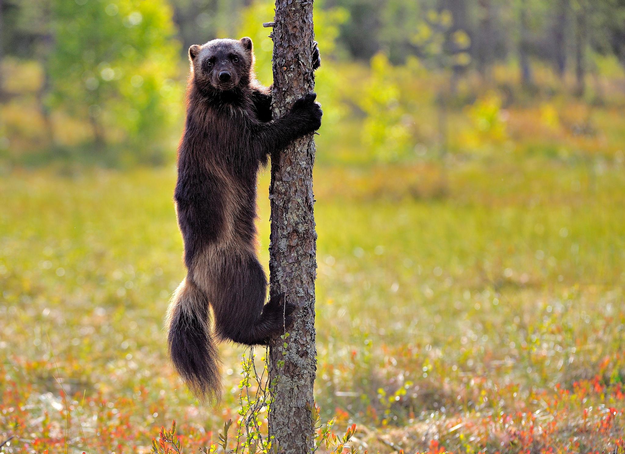 Ahma | Kanta kasvaa nopeasti, uusi uhka häämöttää tulevaisuudessa | Apu