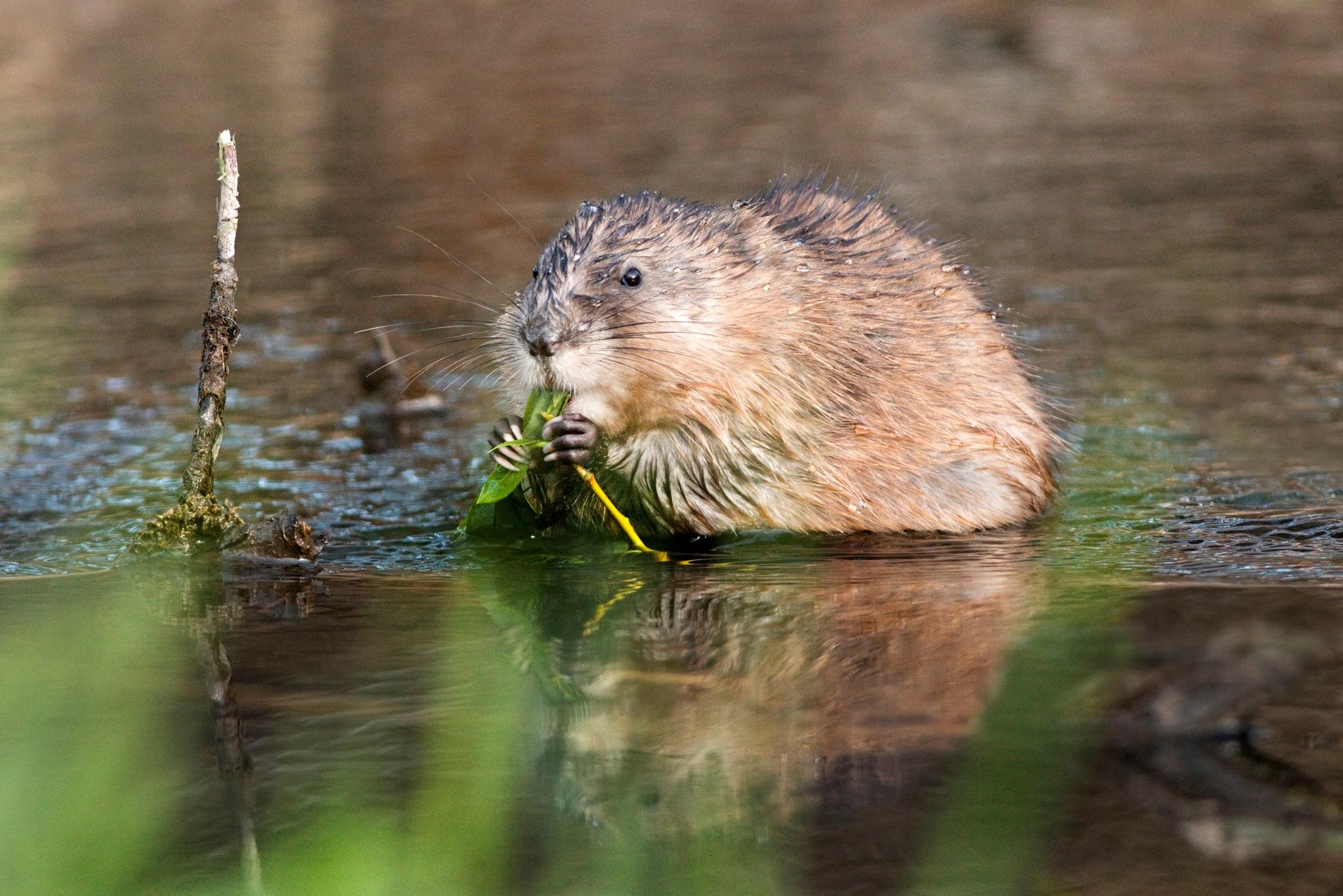 Piisami | Vieraslaji levisi Suomessa | Miksi kanta romahti? | Apu