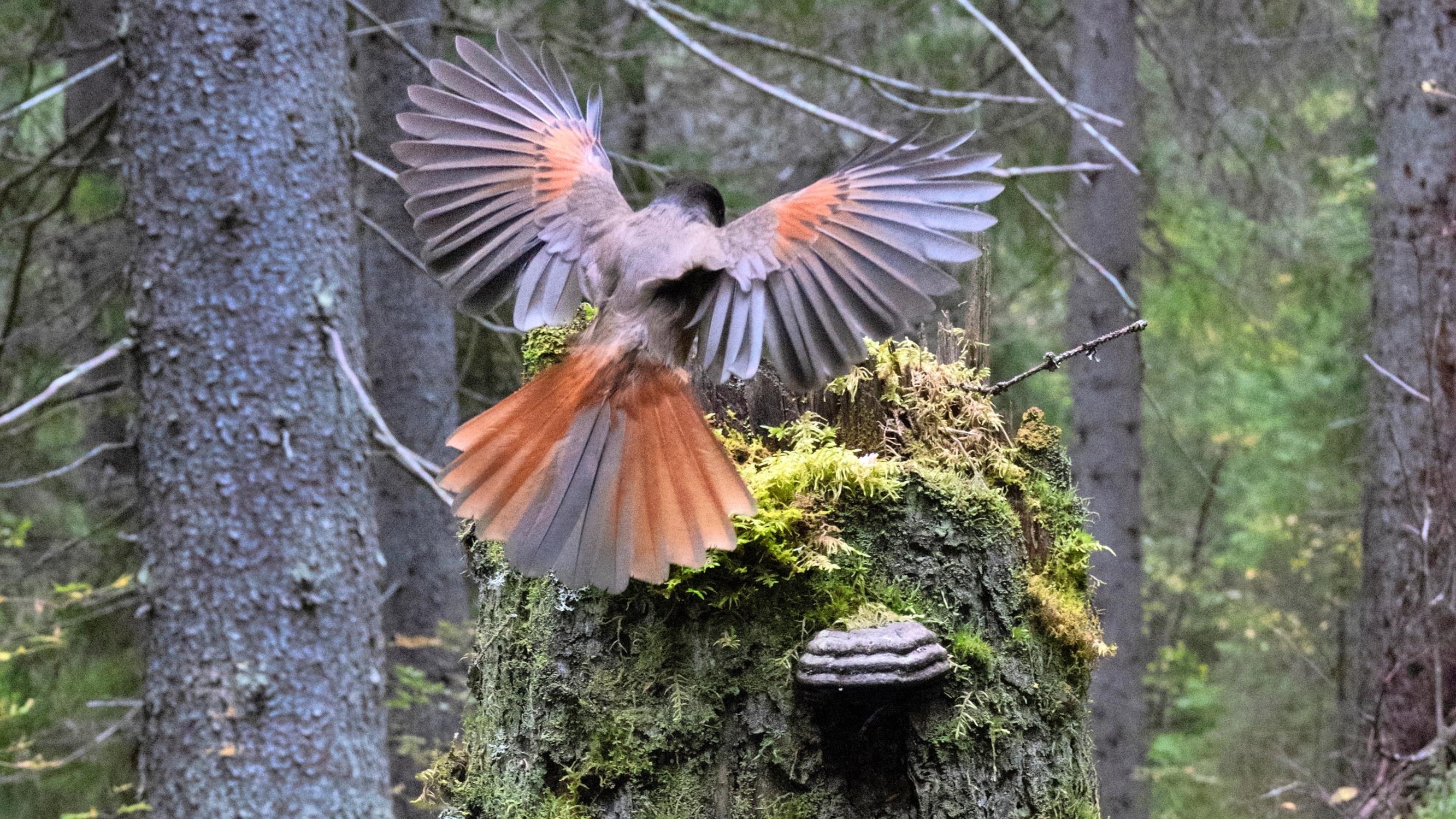 Luonto iskee takaisin | Suomalainen metsä kuin Avatar-elokuvasta | Apu