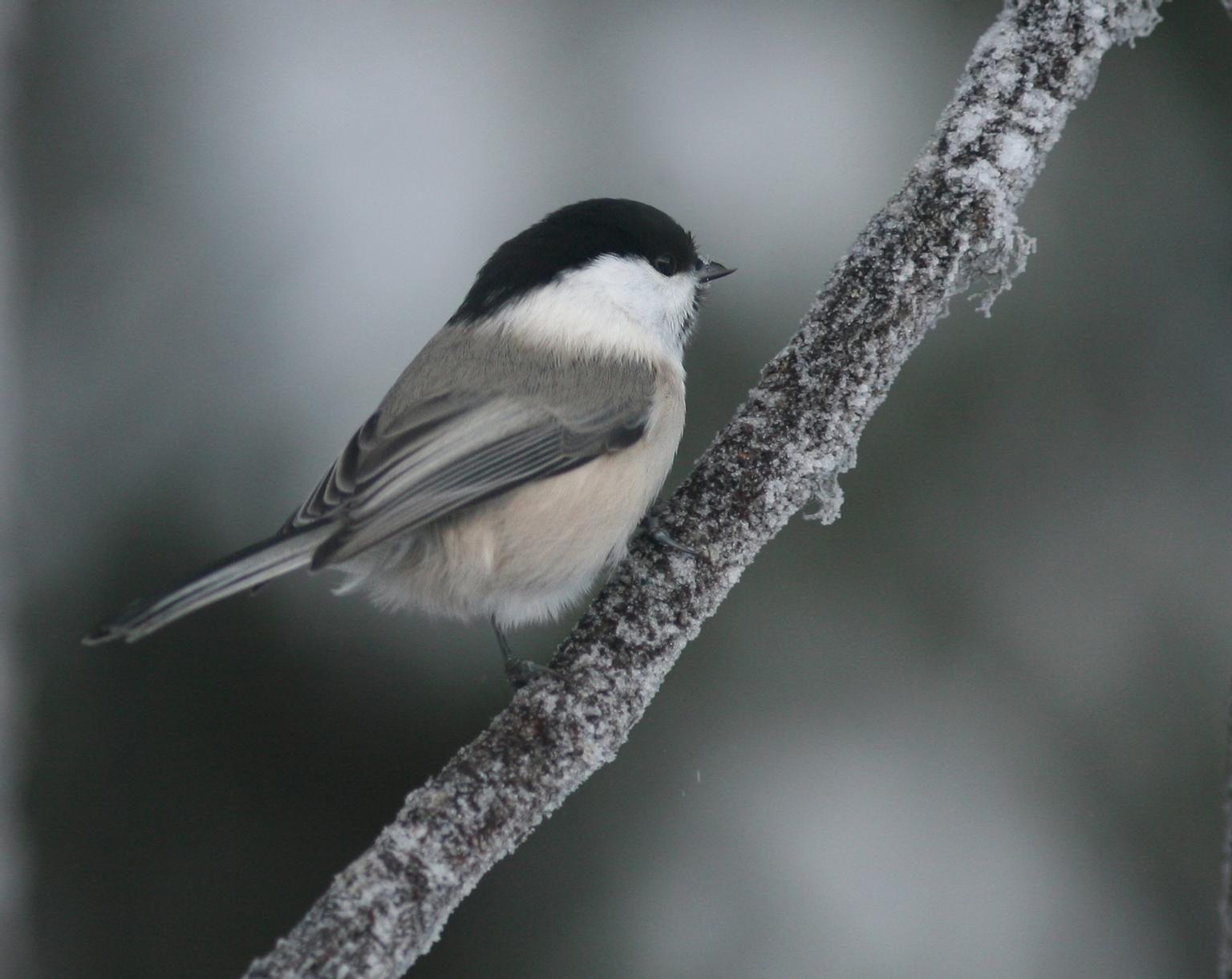 Tutut pikkulinnut vaarassa hävitä kokonaan | Apu