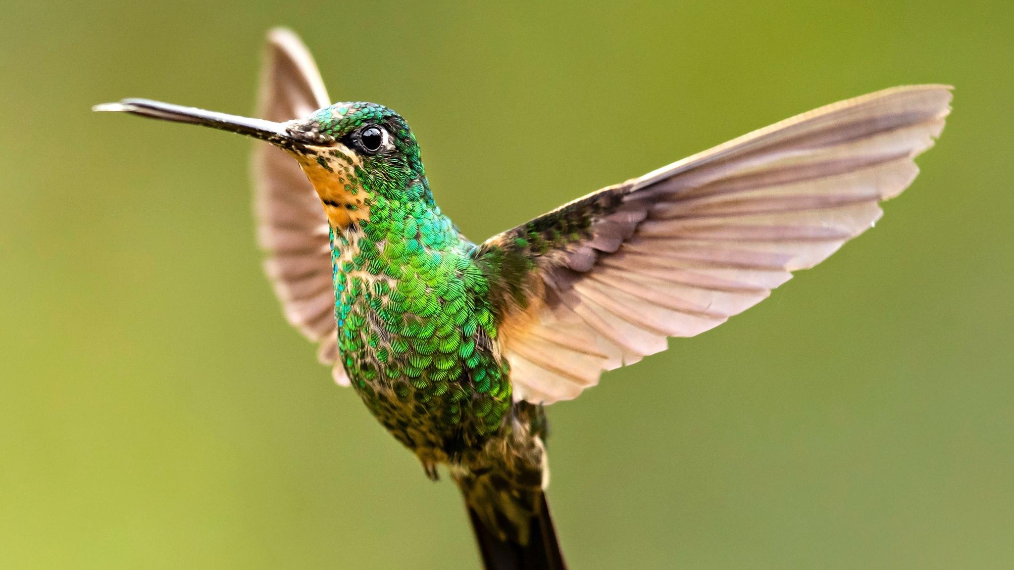 Kolibri selviää pakkasesta näin: Ruumiin lämpötila lähelle nollaa | Apu