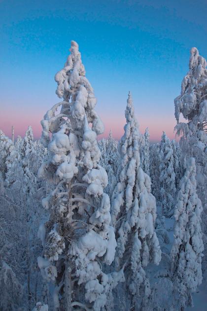 Suomen puut eivät kylmää kavahda | Apu