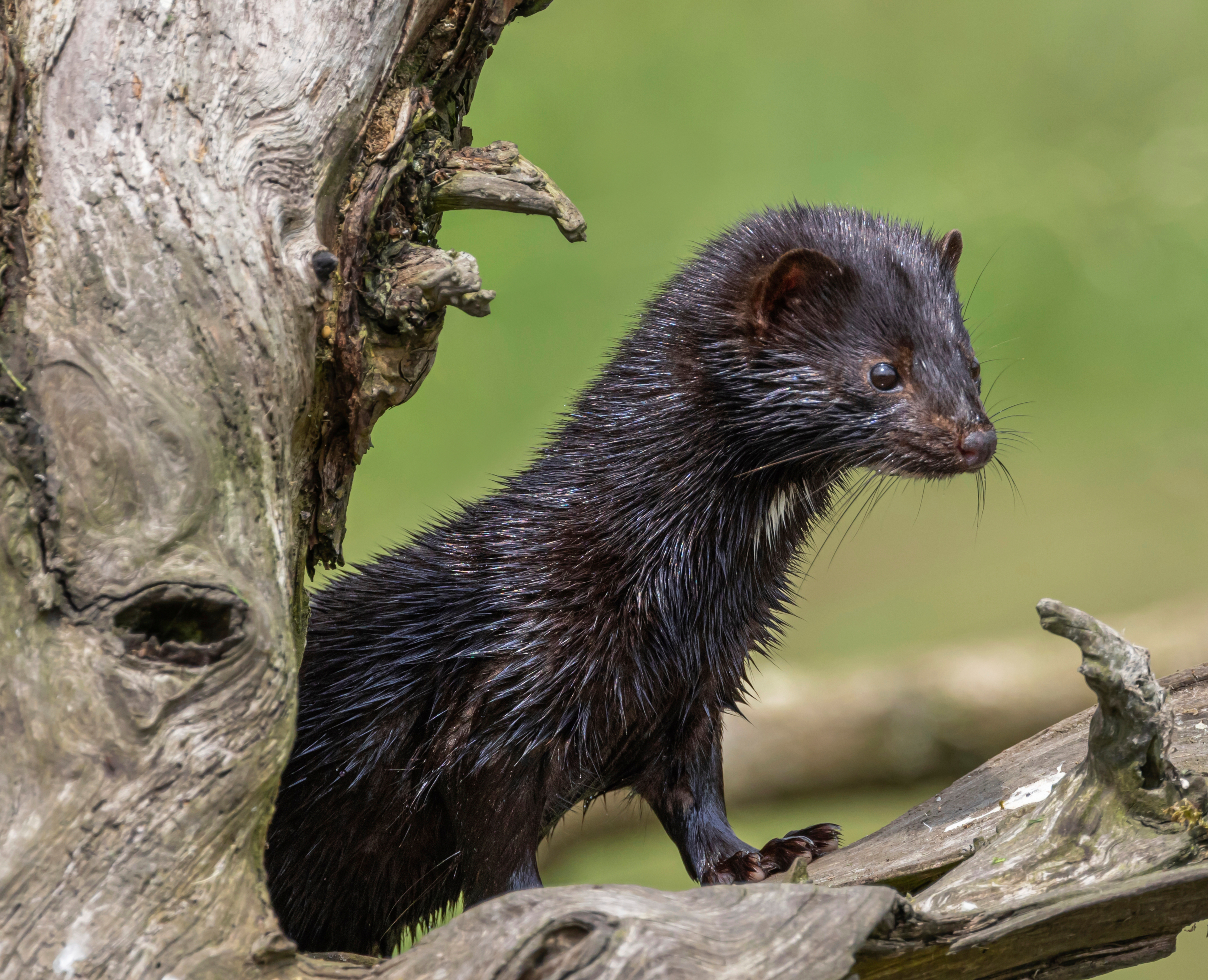 Lintuinfluenssa uusi syy, miksi minkki on vaarallinen vieraslaji | Apu