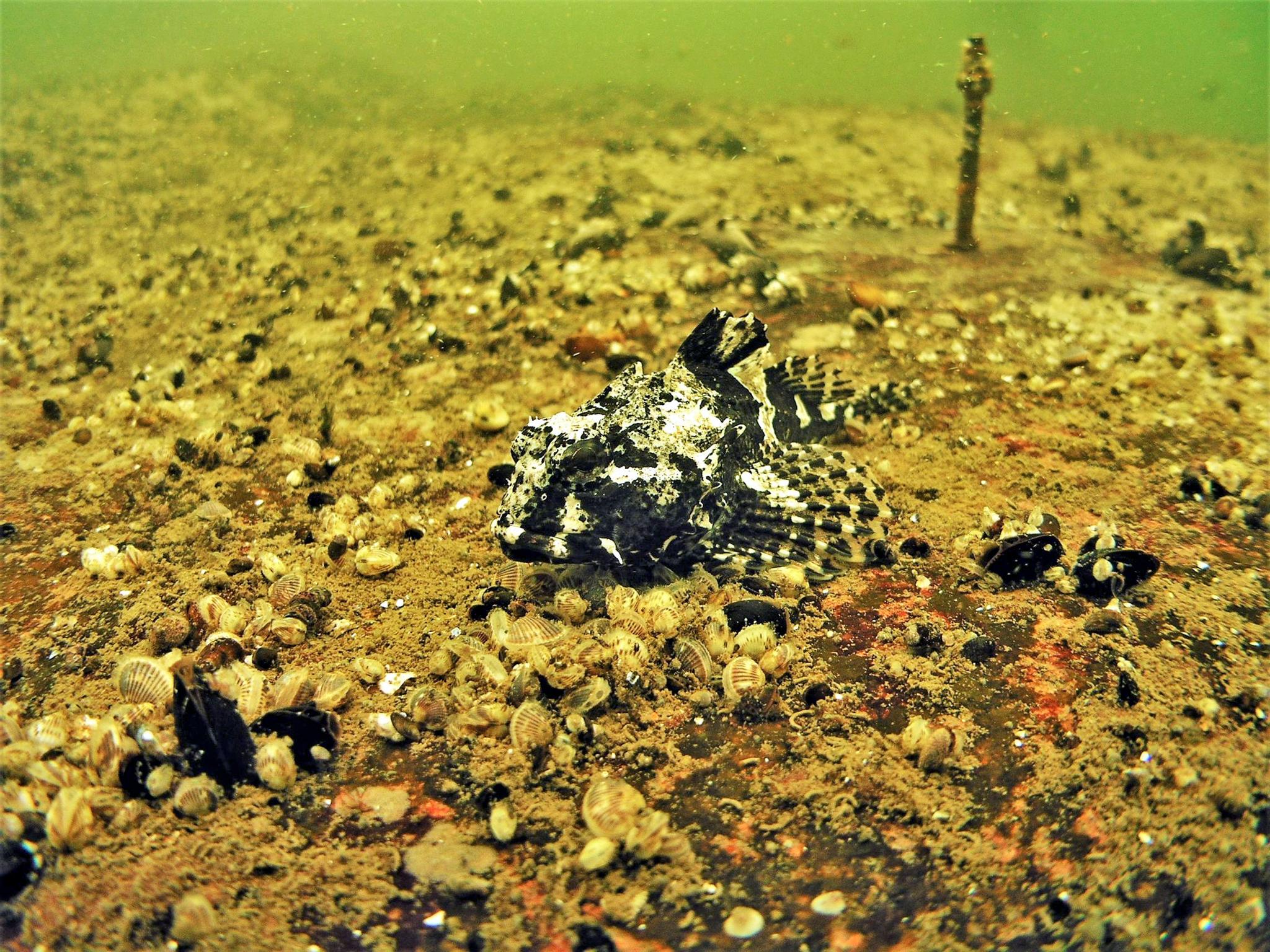 Itämeri on sitkeiden eliöiden koti: tunnetko nämä lajit? | Apu