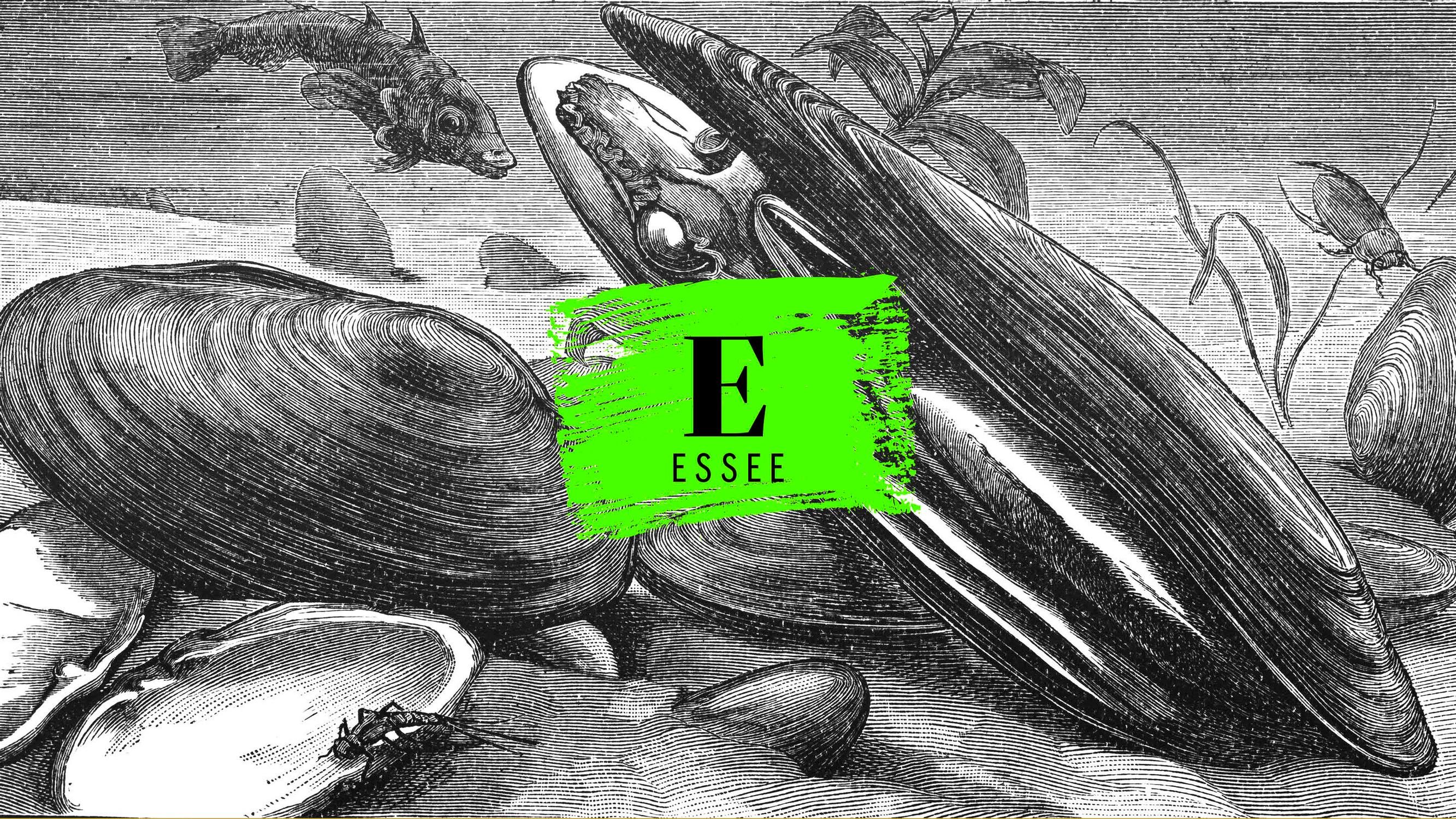 Raakku ja identiteettien sota | Essee Janne Saarikivi | Image