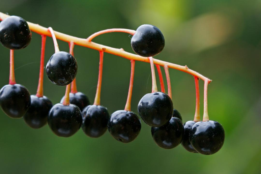 Tunnista myrkylliset marjat – lintujen ruokailutottumuksiin ei kannata ...