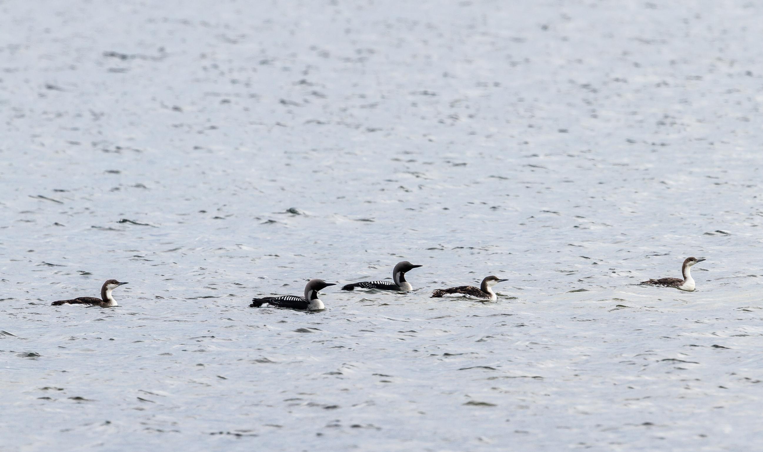 Kuikka ja kaakkuri kykenevät äärimmäisiin suorituksiin | Apu