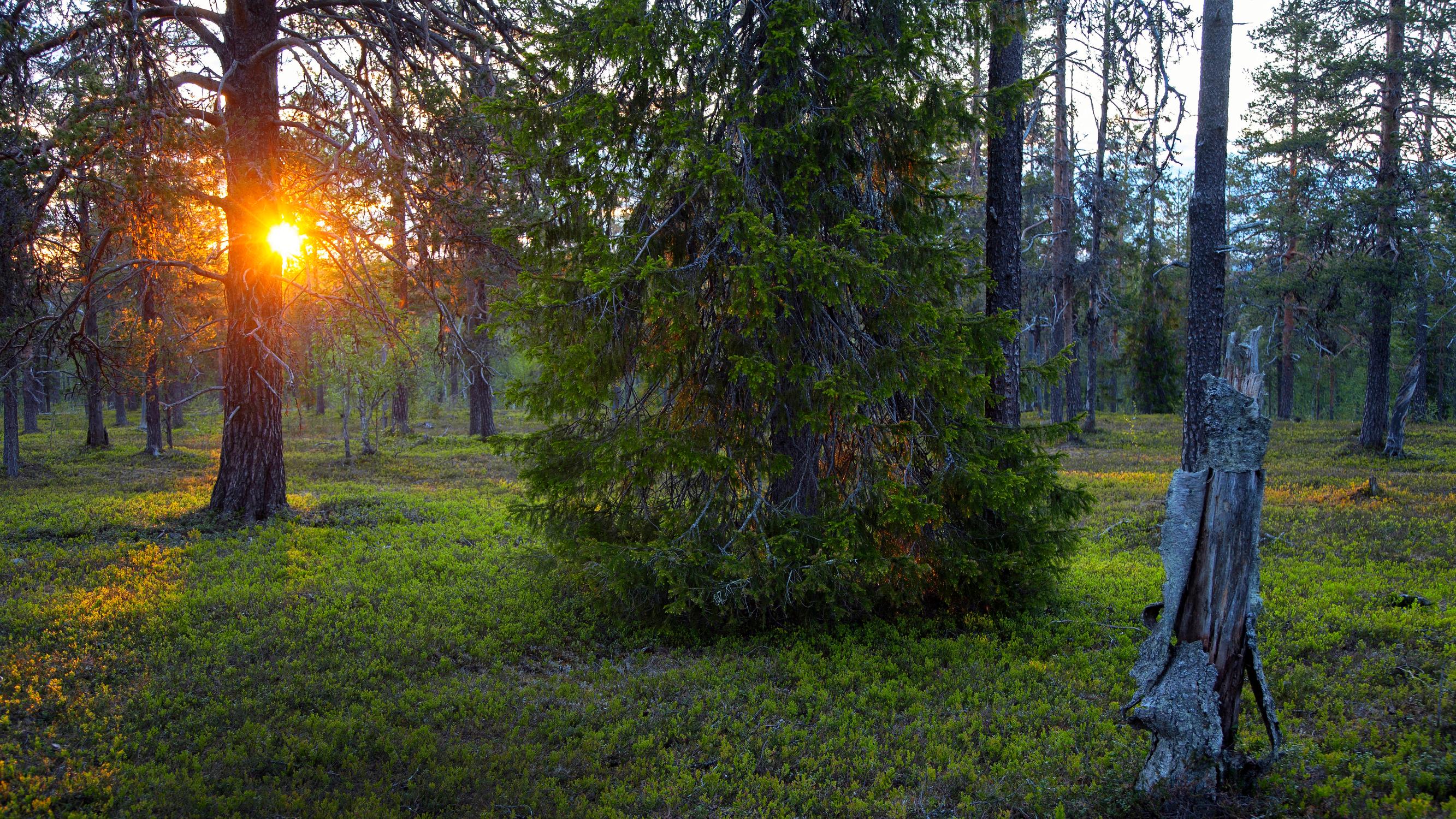 Värriön luonnonmetsässä tutkitaan ilmastonmuutosta | Apu