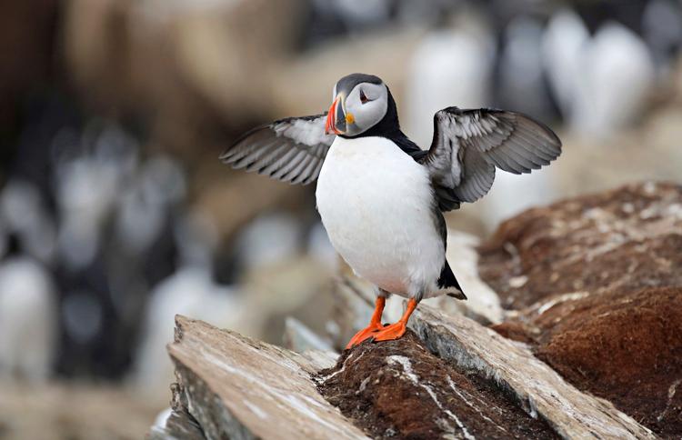 Norjan luontokohteet: Hornöyan lintusaari | Katso upeat kuvat | Apu