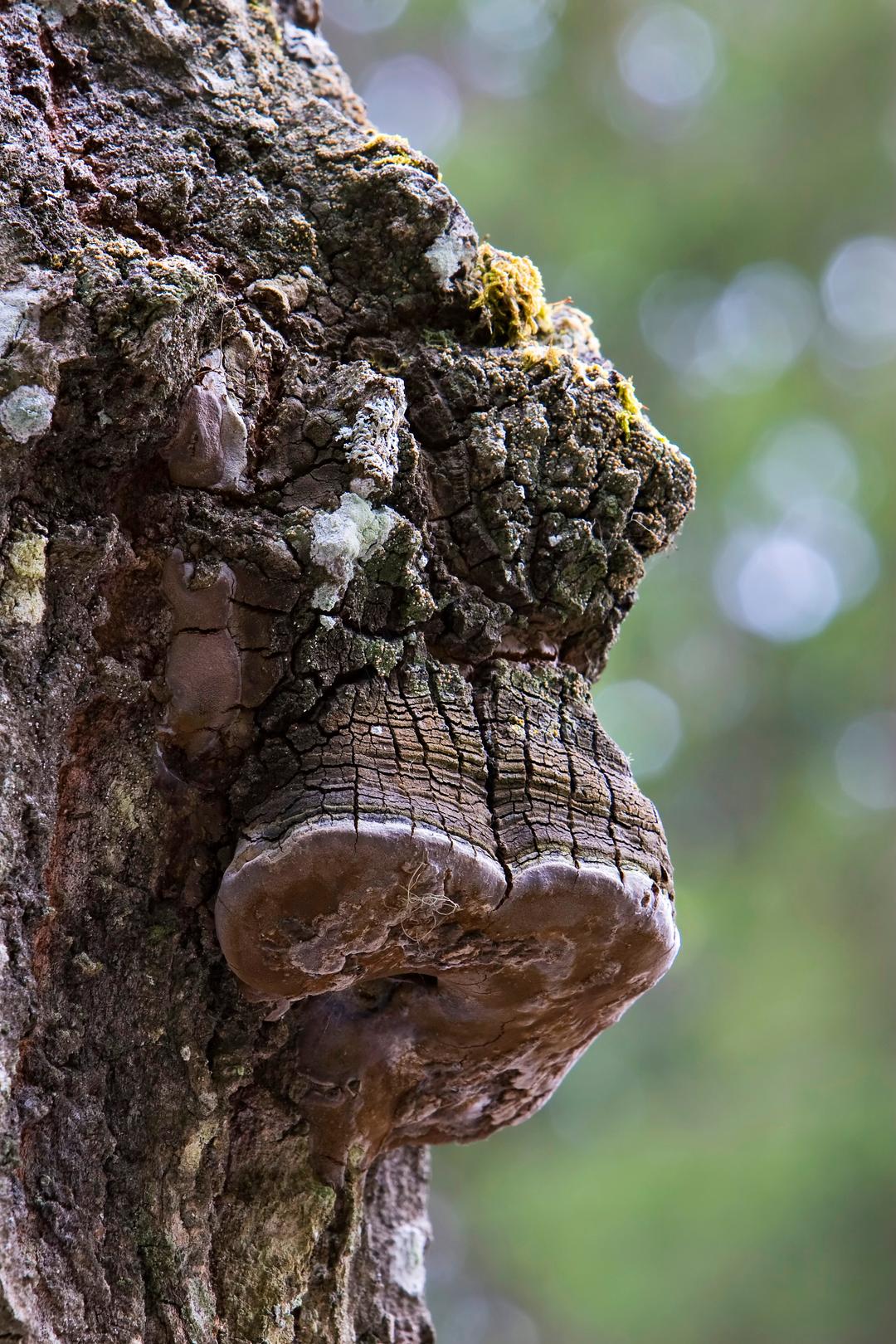 Haapa on biologisesti arvokas ja monille välttämätön kumppani | Apu