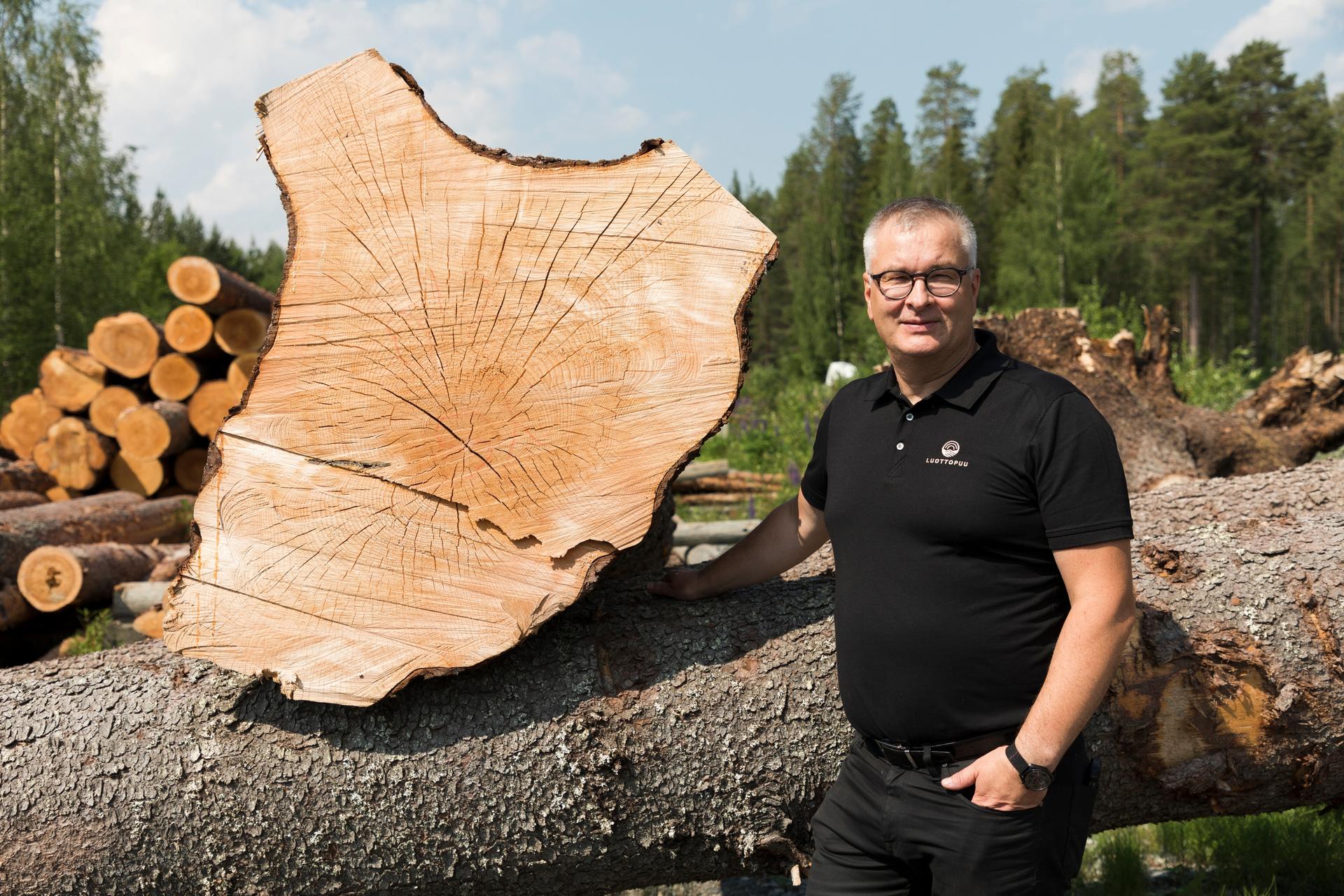 Suomen suurimmat puut päätyvät selluksi eikä rakentamiseen | Apu