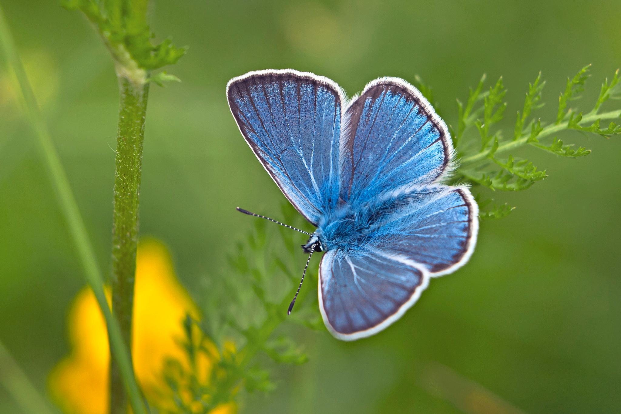 Perhoset ja ilmastonmuutos: Suomen lajien määrä kasvussa | Apu